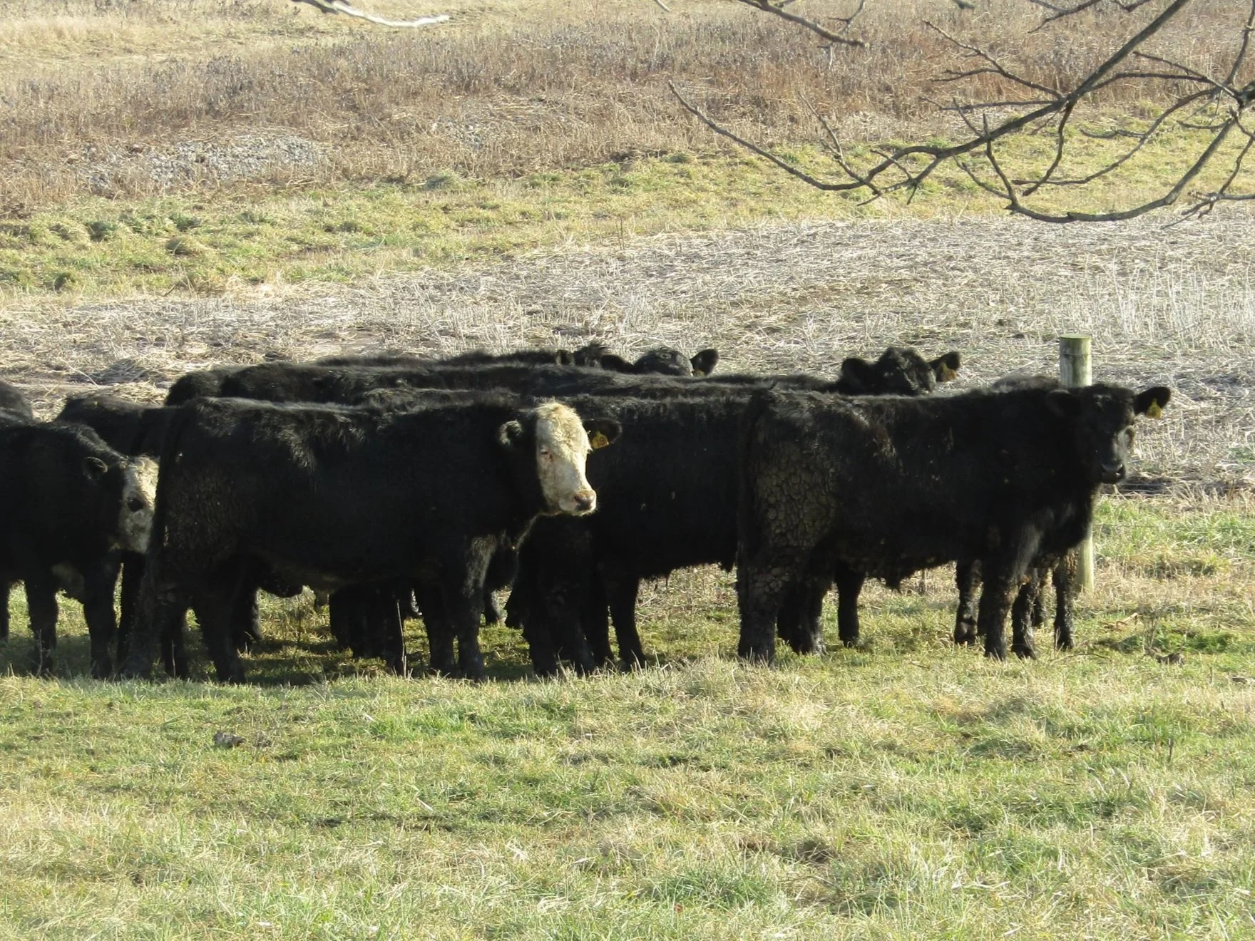 Butchering Services — Shale Spring Meats