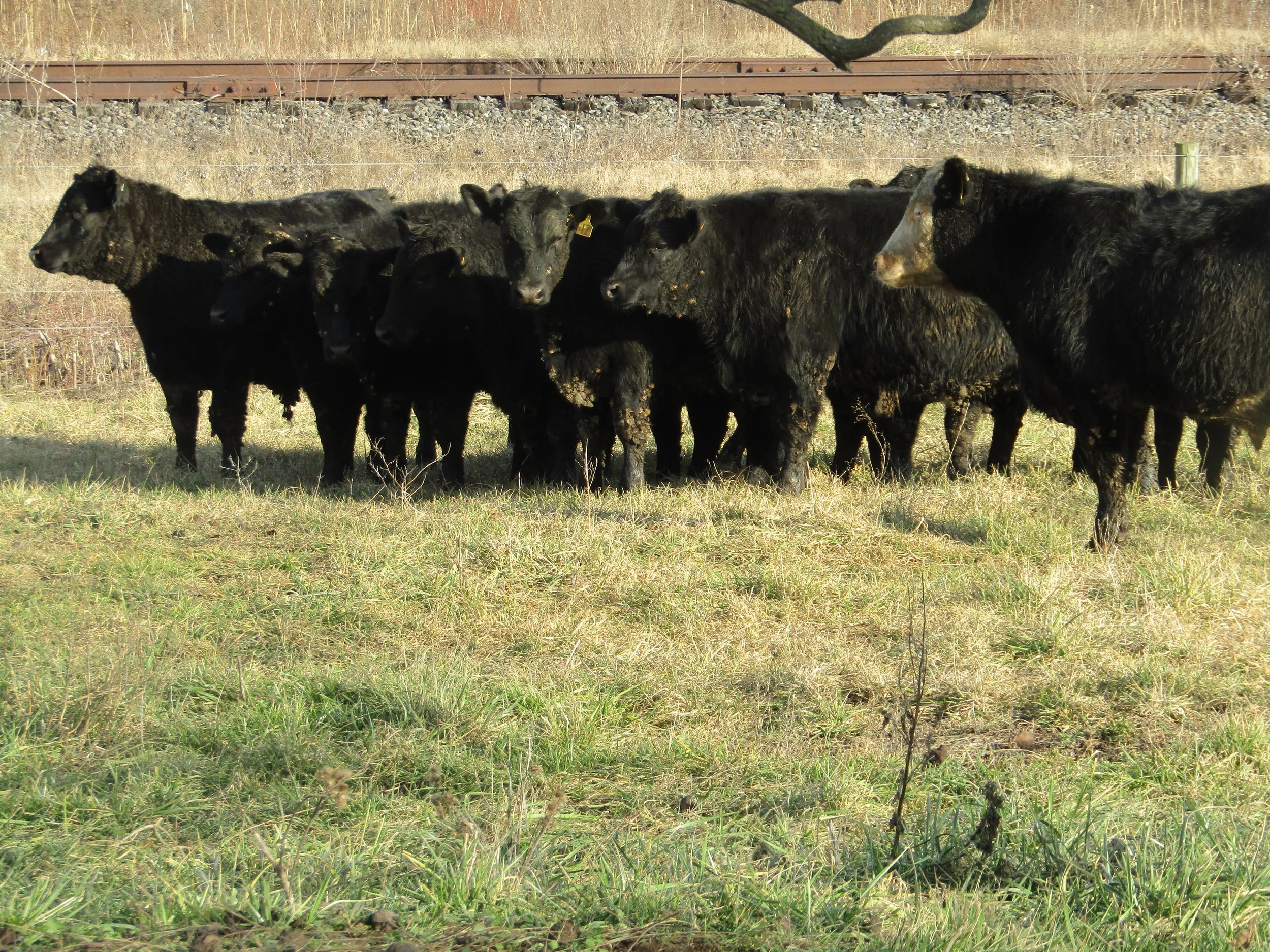 Shale Spring Meats: Local Butcher Shop | Serving Lyons, NY and ...