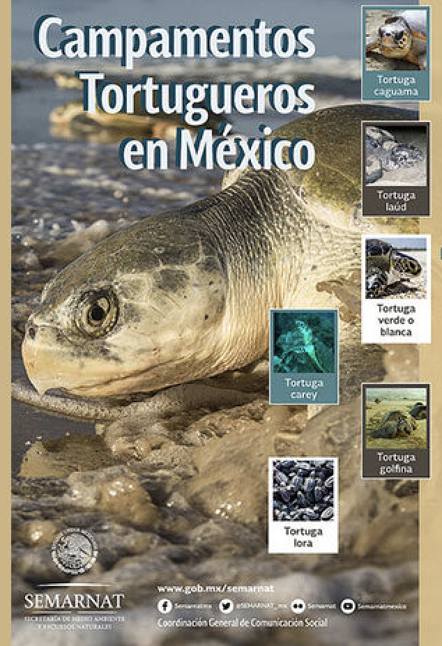 Programa Nacional de Protección de Tortugas Marinas — Fundación ...