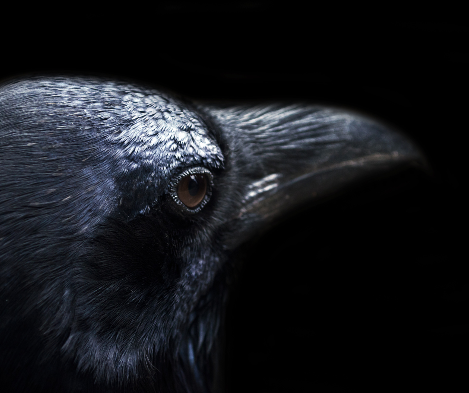 Befriending Crows: How to Join Your Neighborhood Murder — The Lythik ...