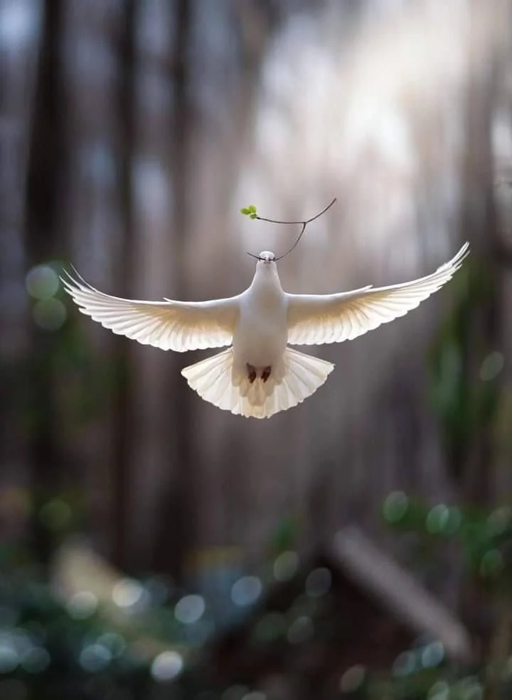 Tranquility White Dove Release