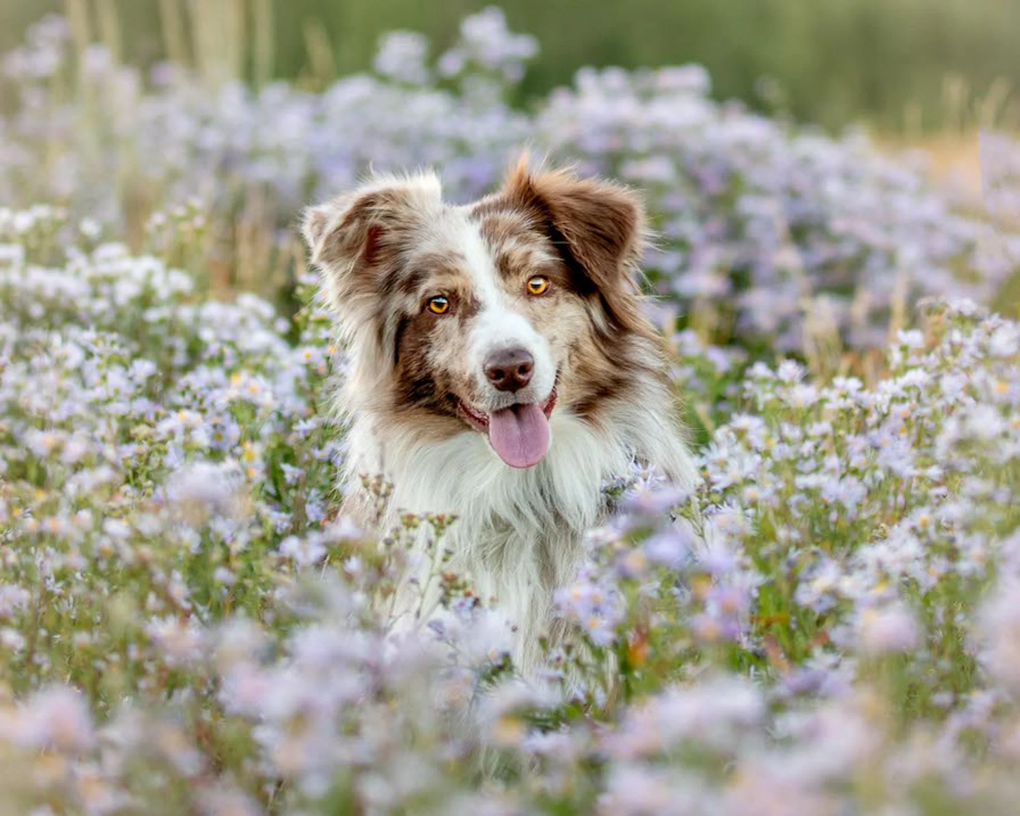 Fuzzy Love Photography