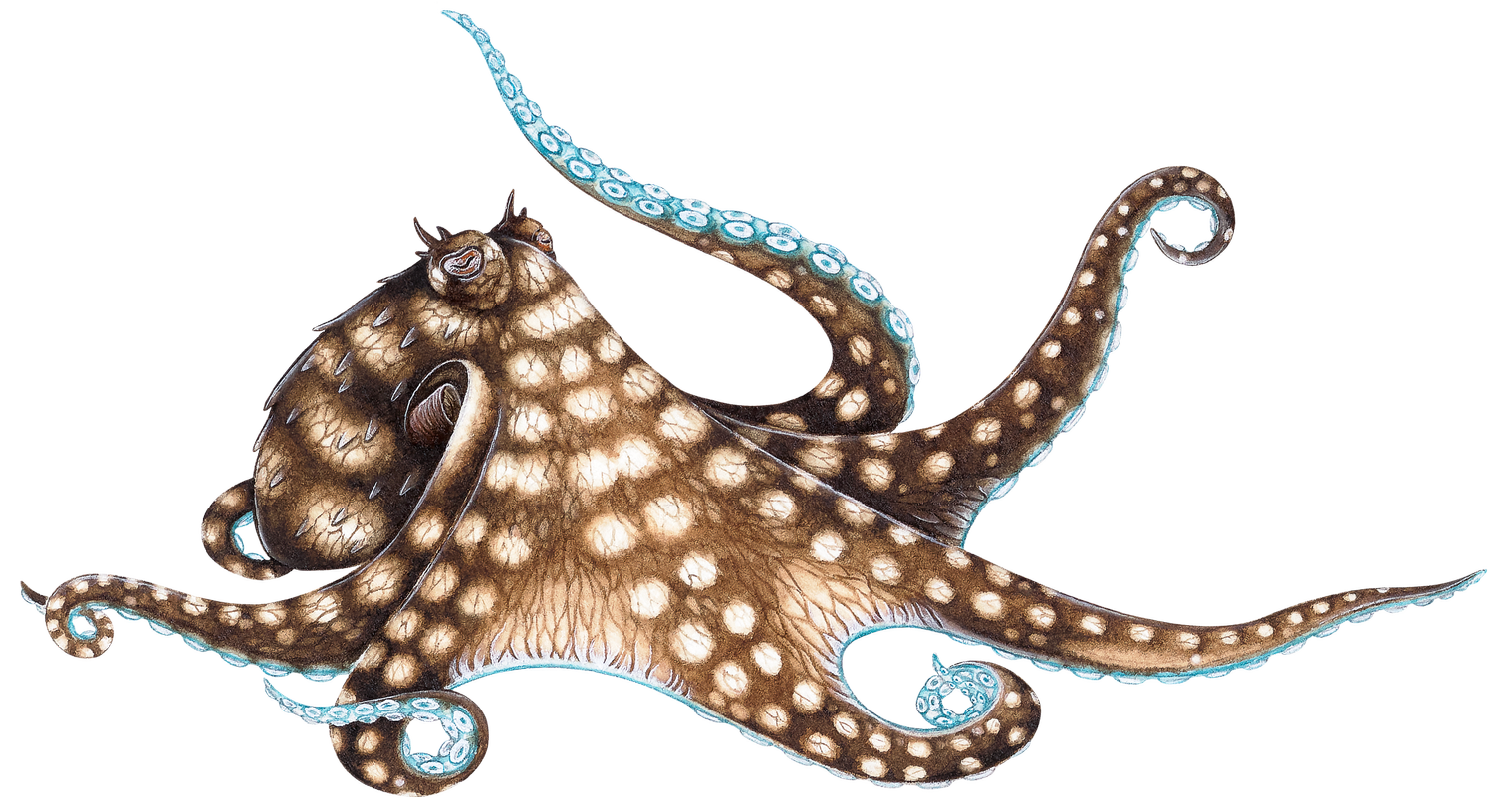 Uepi Island | The Ultimate Island Resort Escape | Solomon Islands