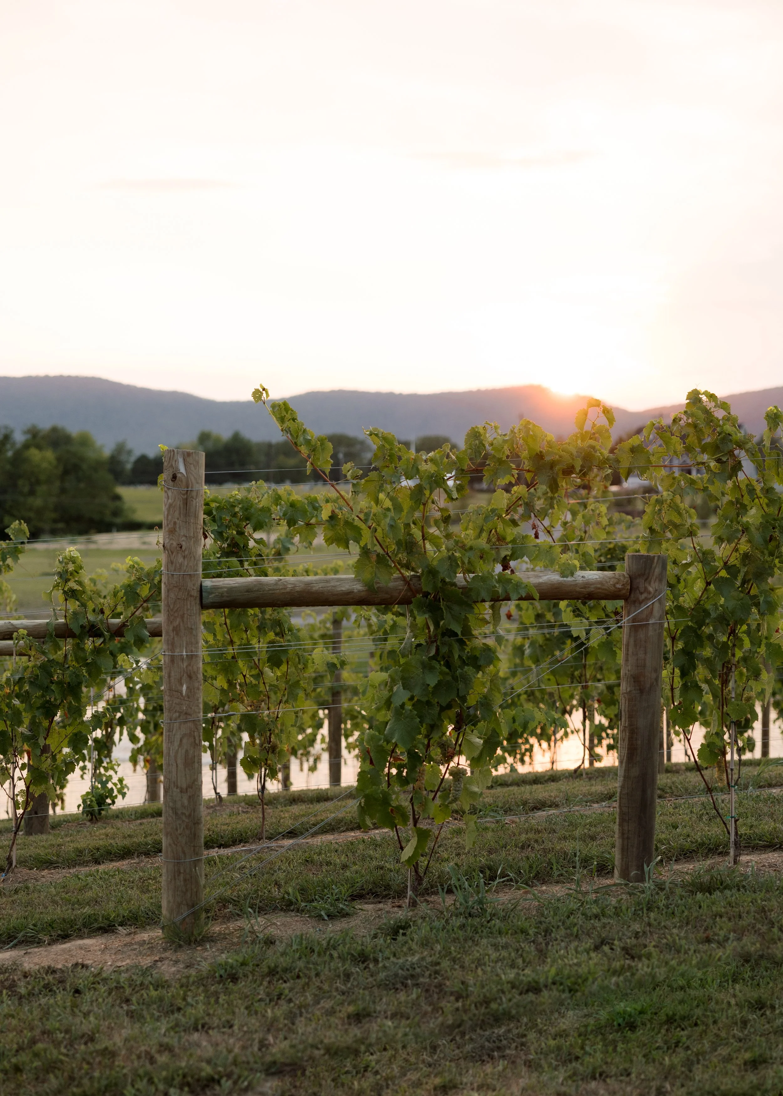 REITANO VINEYARDS