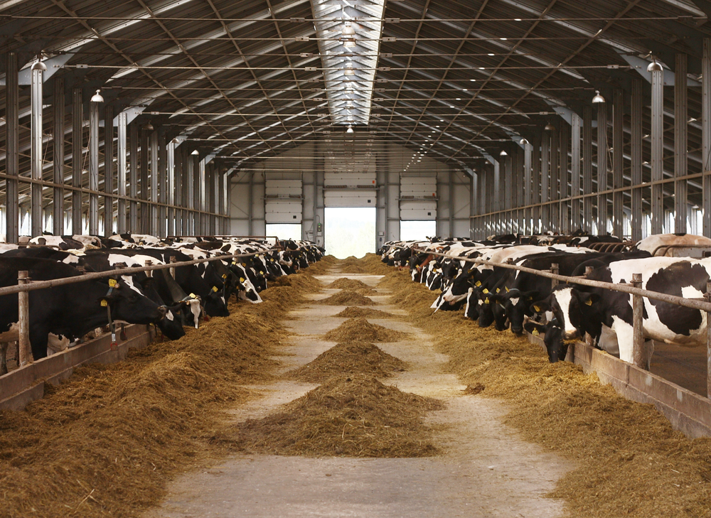 Understanding Cow Behaviour: Analysing patterns in mealtimes and ...