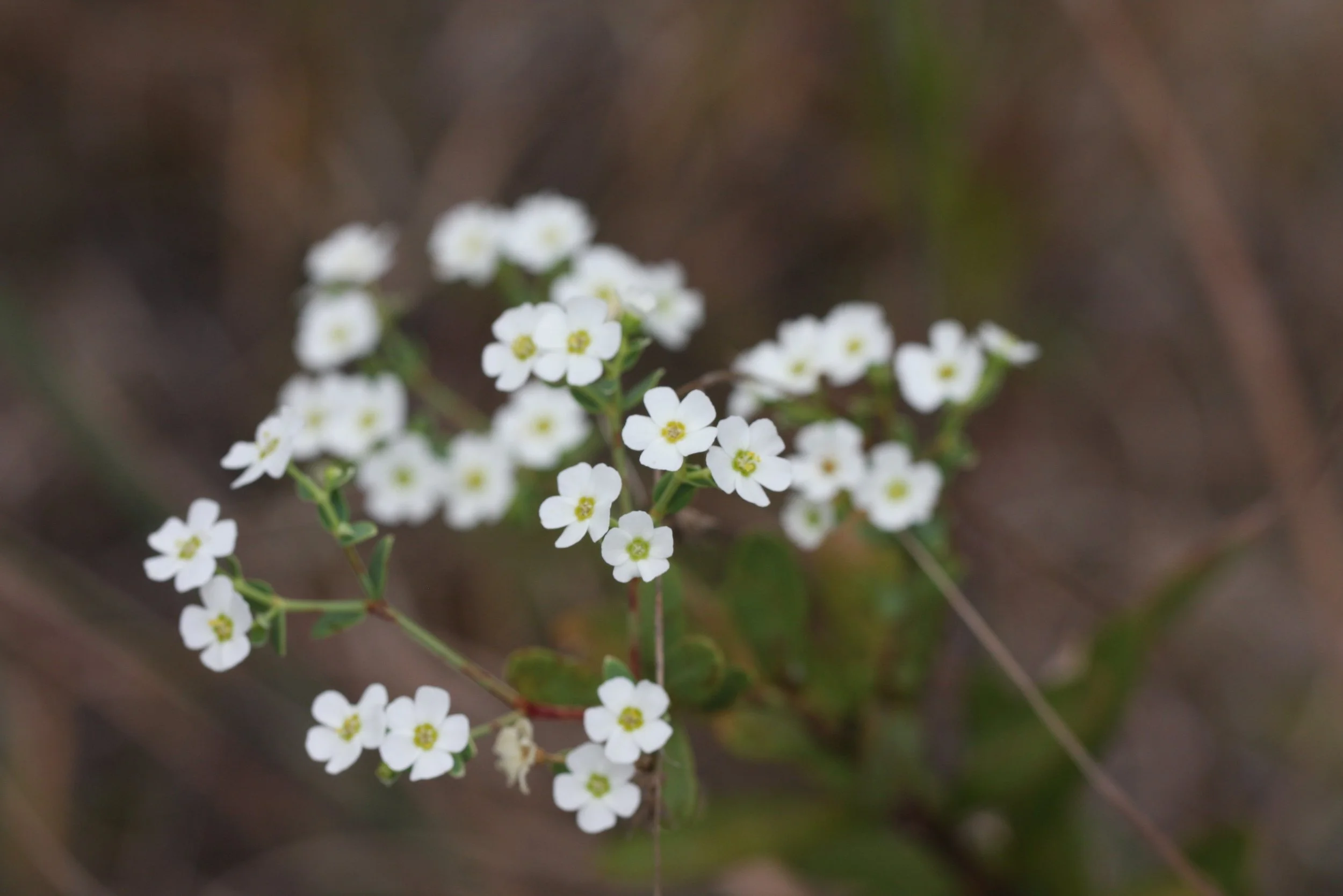 Native Plants for Memphis Garden Design — SongBird.