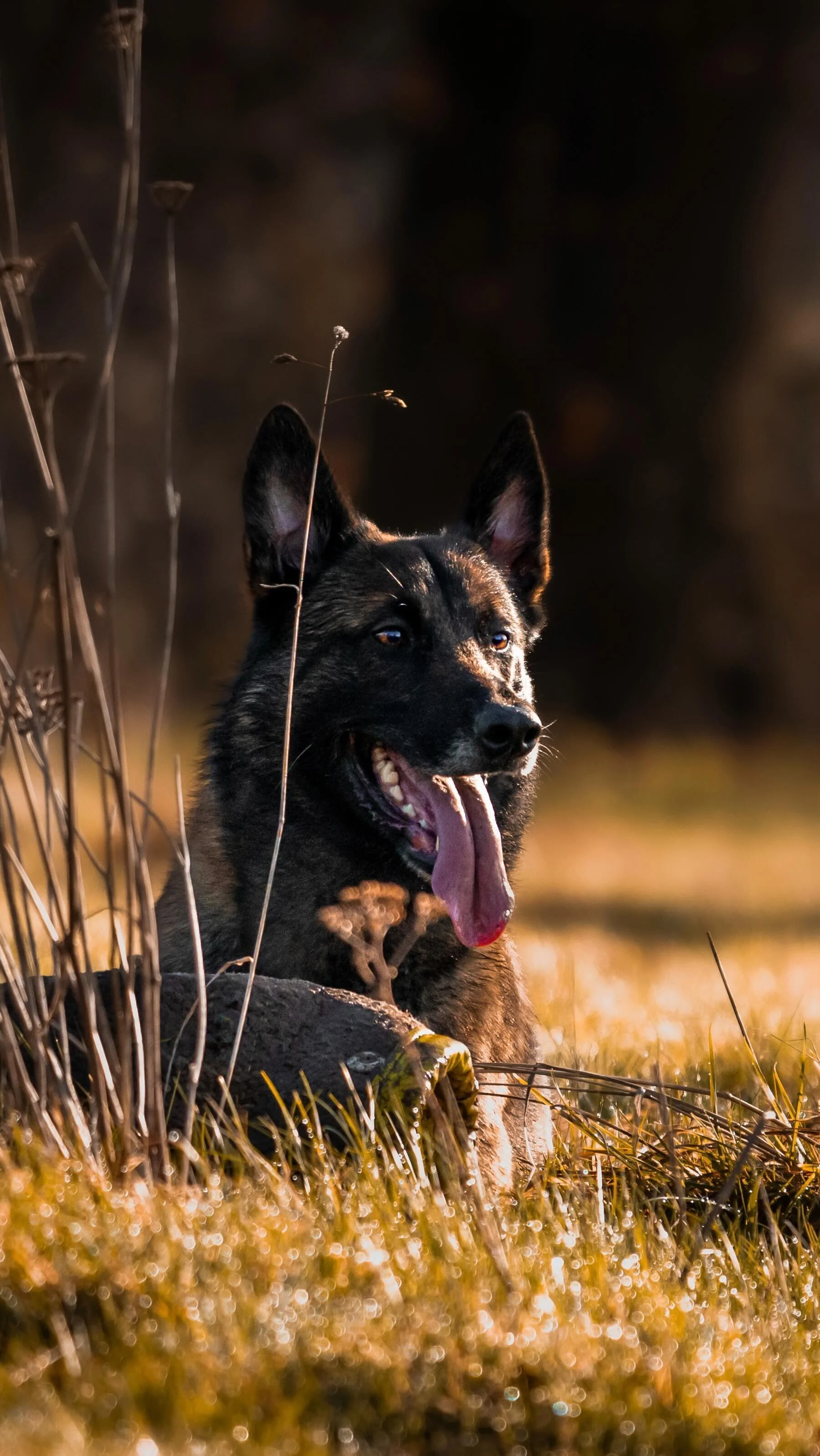 Raven K9 Dog Training