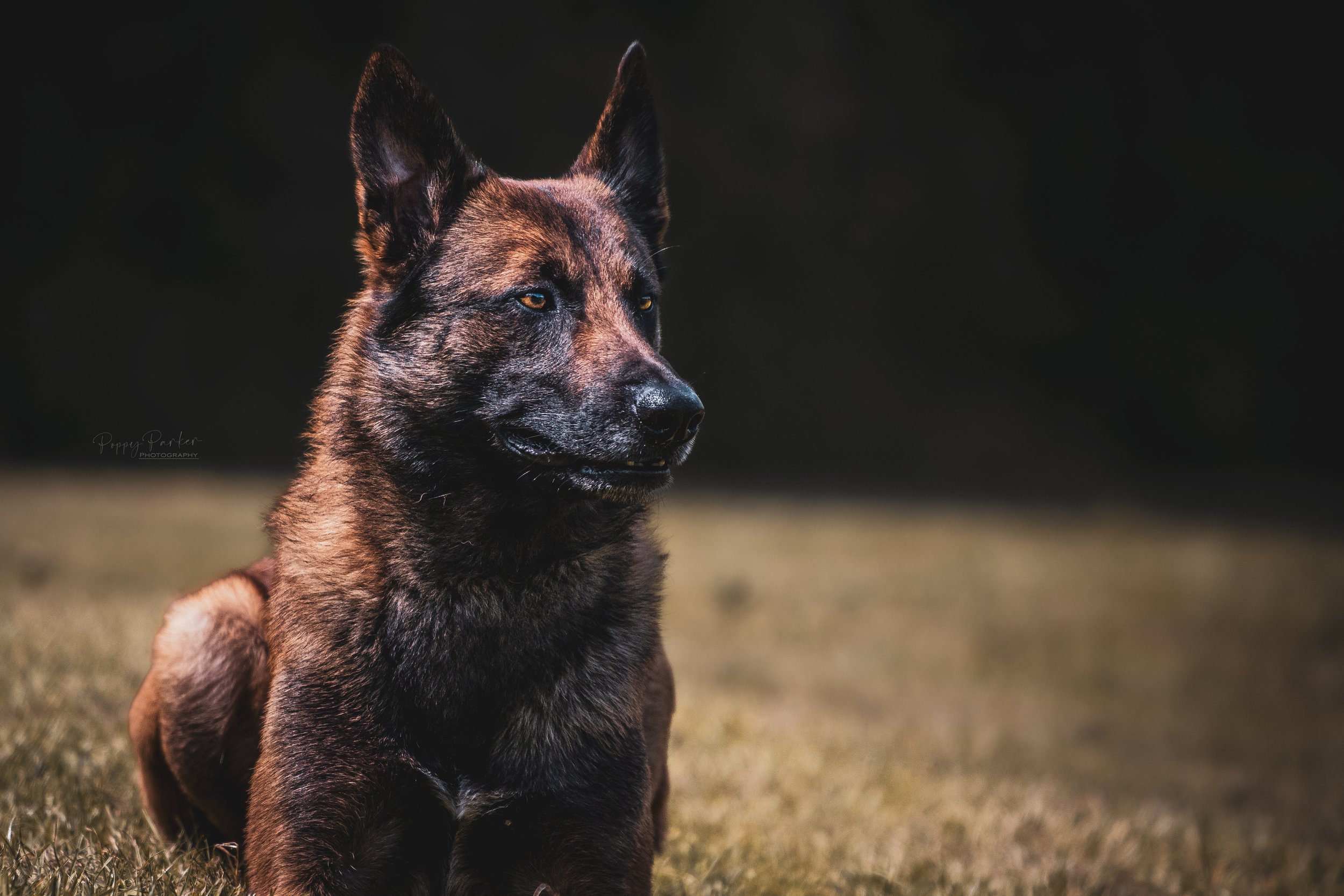 Raven K9 Dog Training | Online Courses, In Person and Virtual Sessions