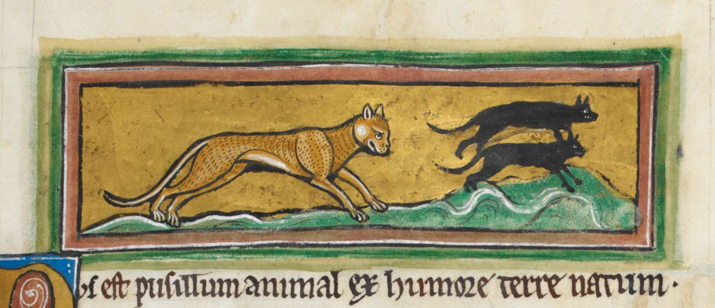 Cat, Rochester Bestiary, c.1230 — Kent History & Archaeology