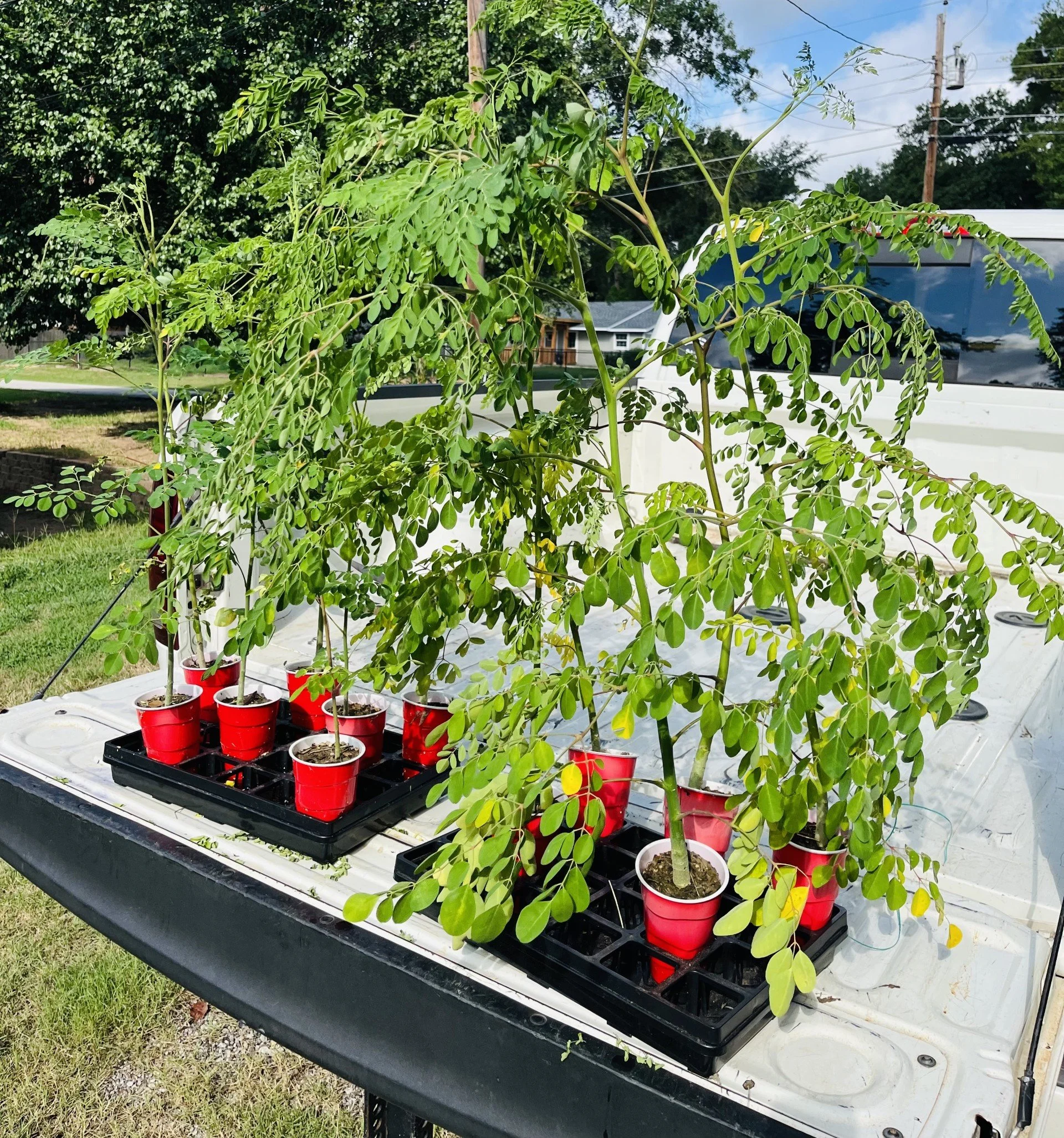 Shop — Lone Star Moringa LLC