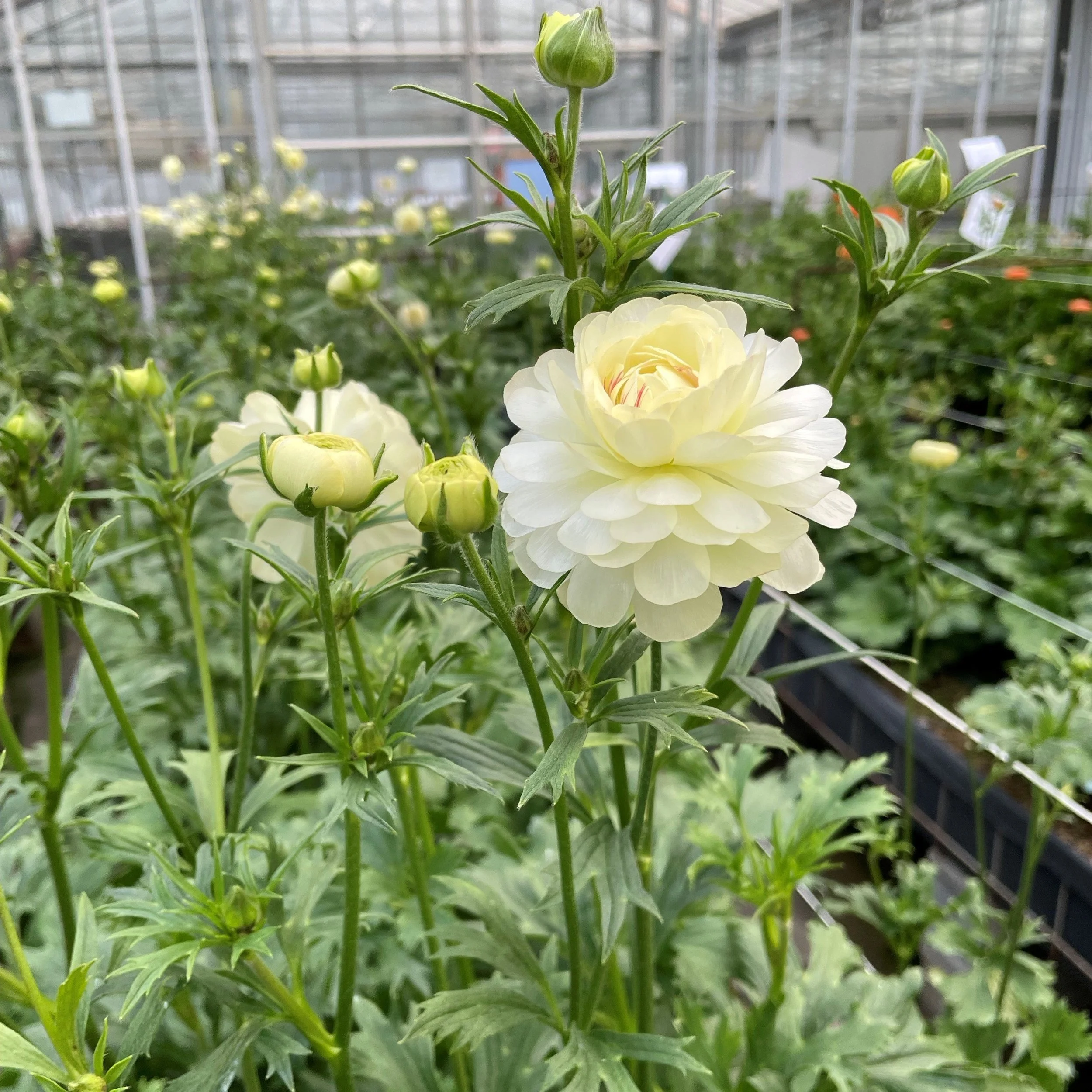 Browse Varieties — Italian Ranunculus UK