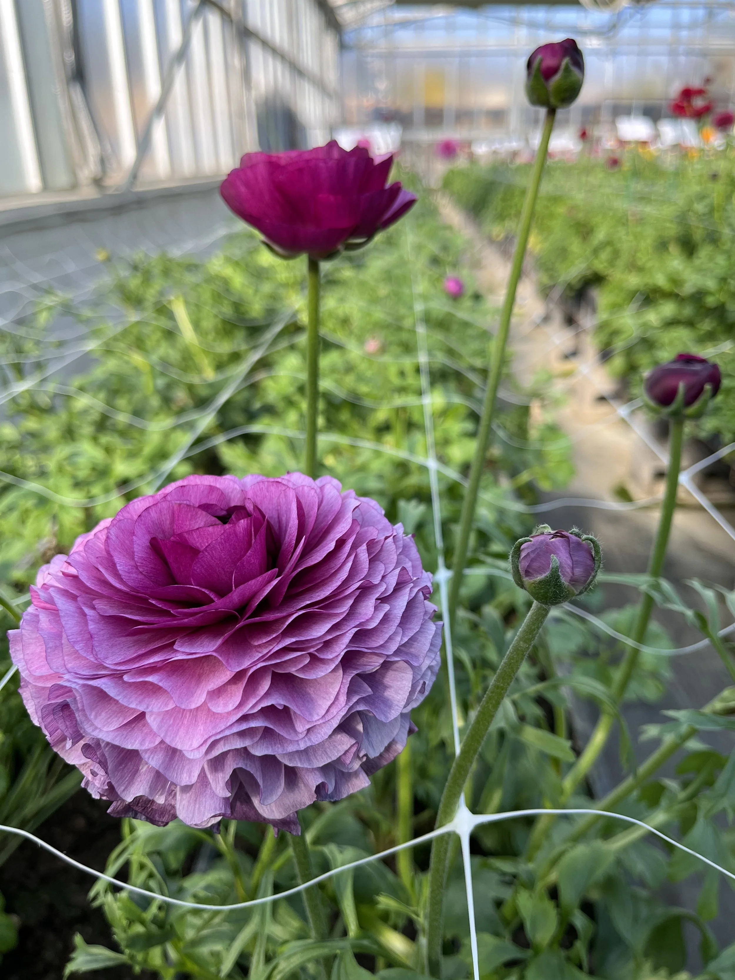 Ranunculus Elegance Milka — Italian Ranunculus UK