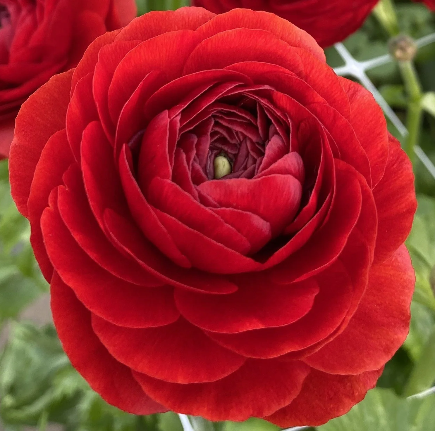 Ranunculus Elegance Rosso — Italian Ranunculus UK
