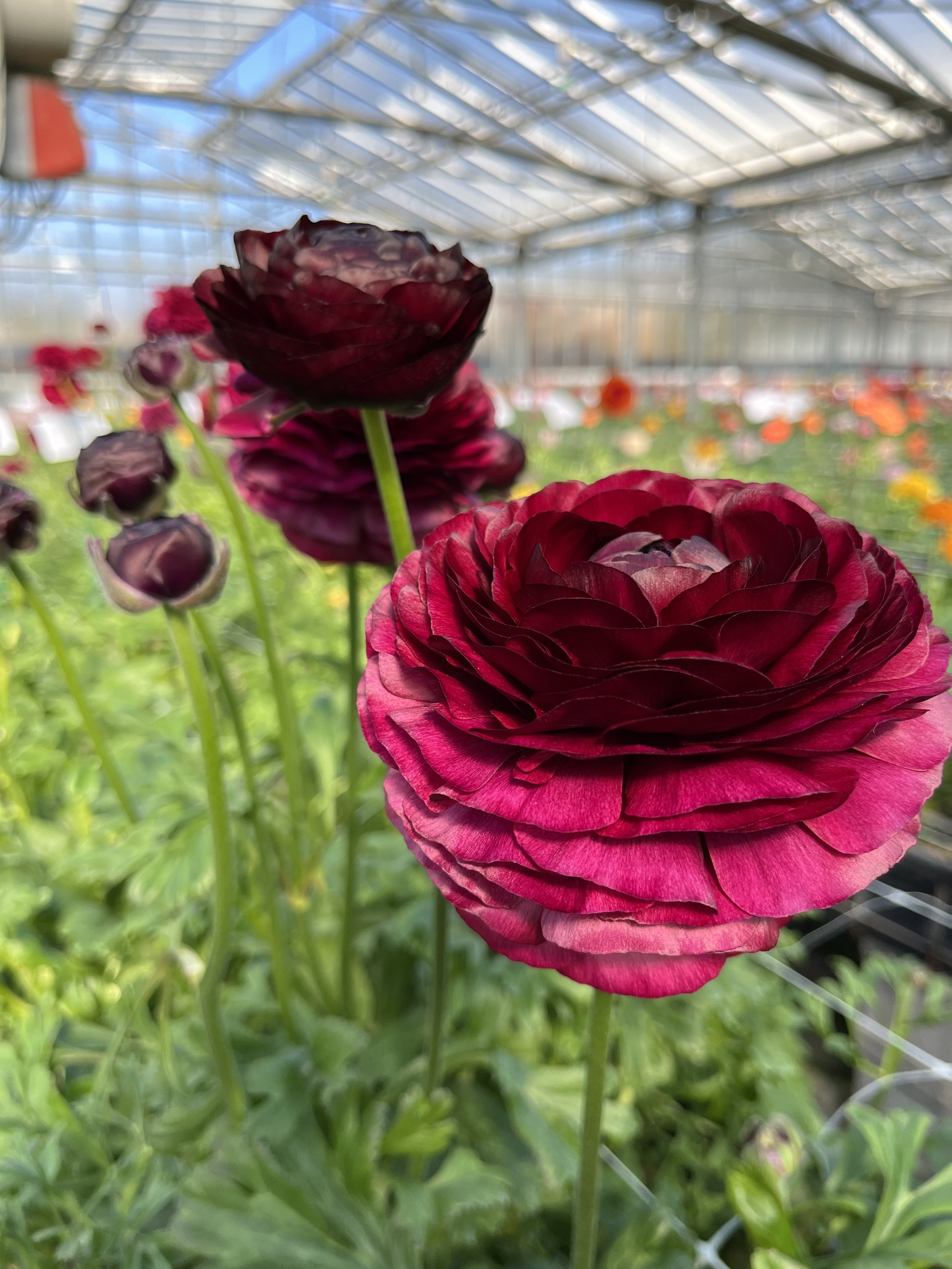 Ranunculus Elegance Viola — Italian Ranunculus UK