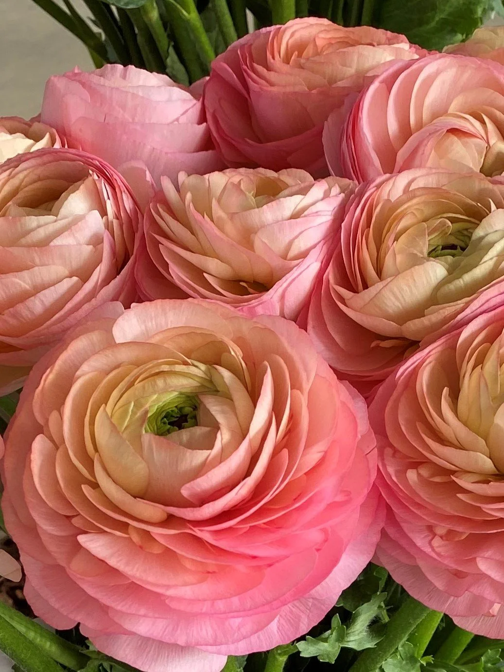 Cloni Success Venere — Italian Ranunculus UK