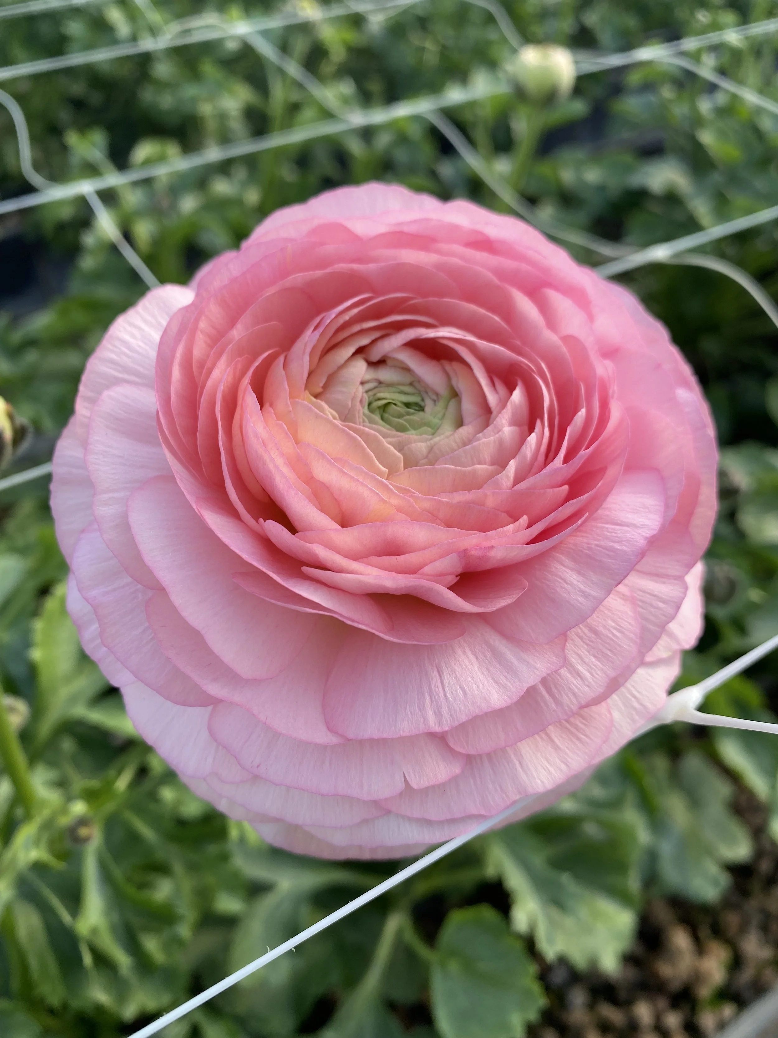 Cloni Success Venere — Italian Ranunculus UK