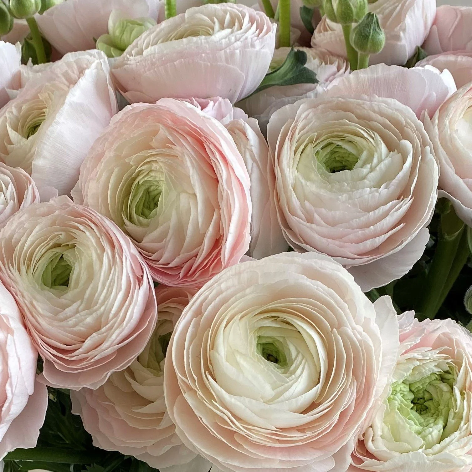 Cloni Success Hanoi — Italian Ranunculus UK