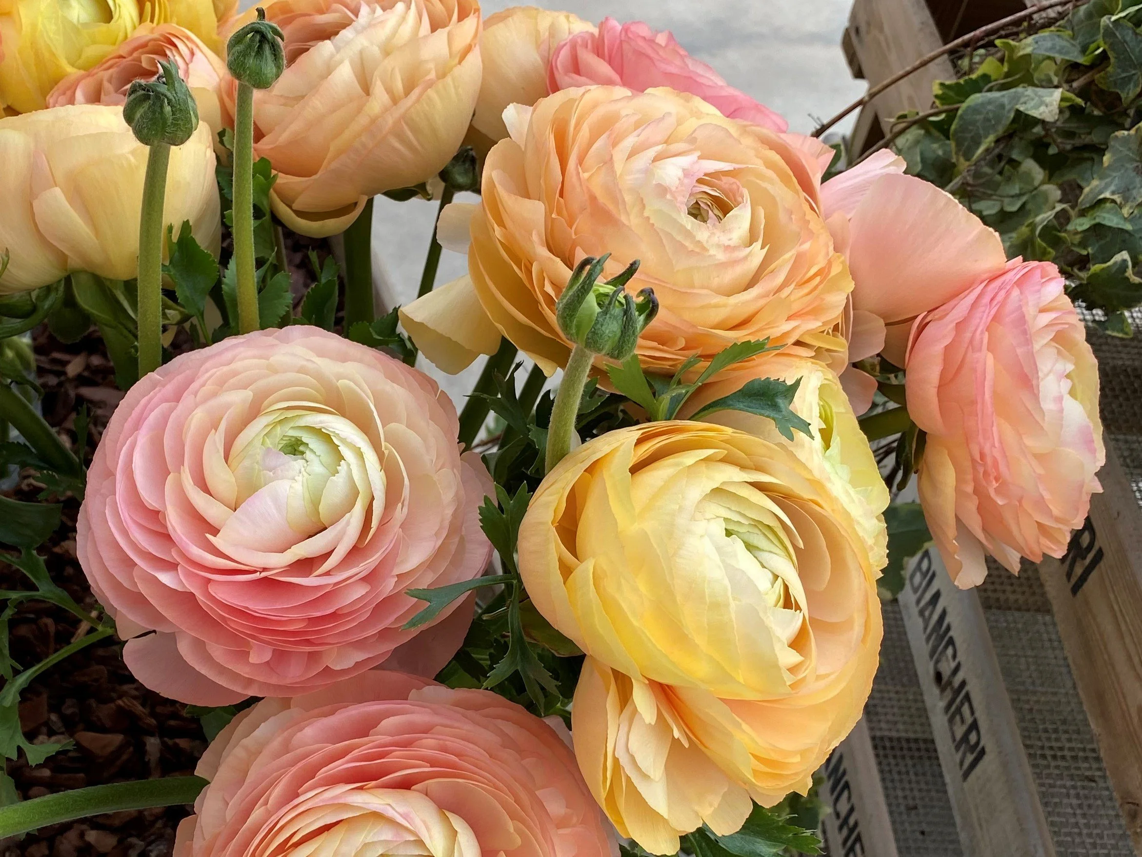 Browse Varieties — Italian Ranunculus UK