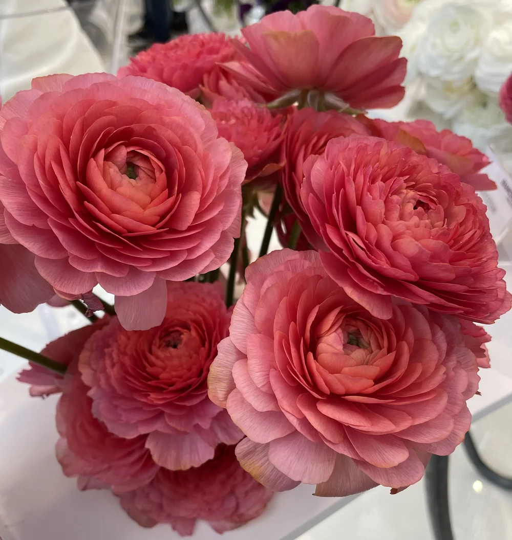Browse Varieties — Italian Ranunculus UK