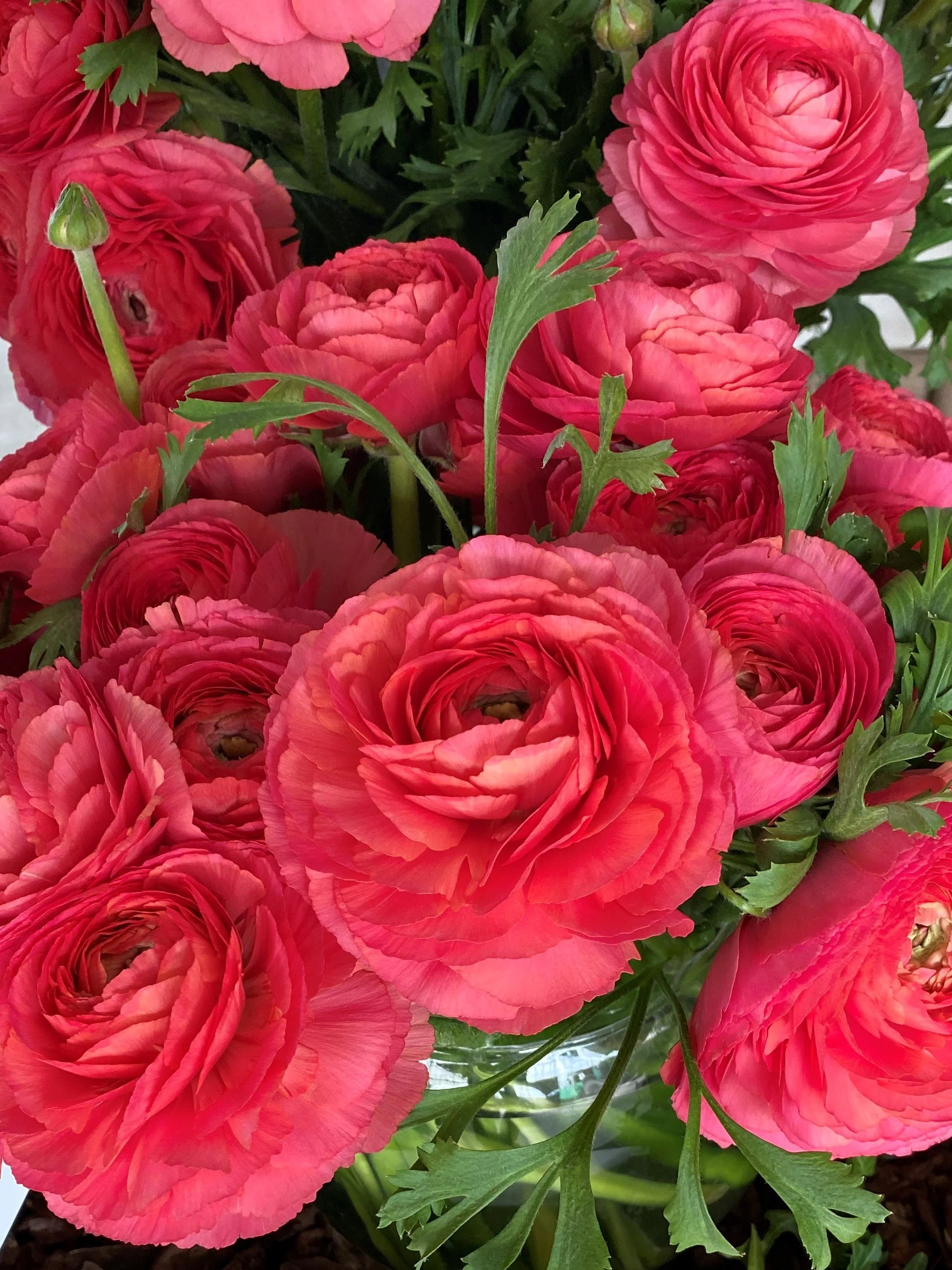 Browse Varieties — Italian Ranunculus UK