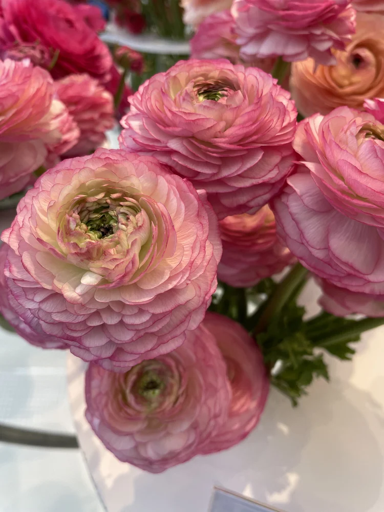 Browse Varieties — Italian Ranunculus UK