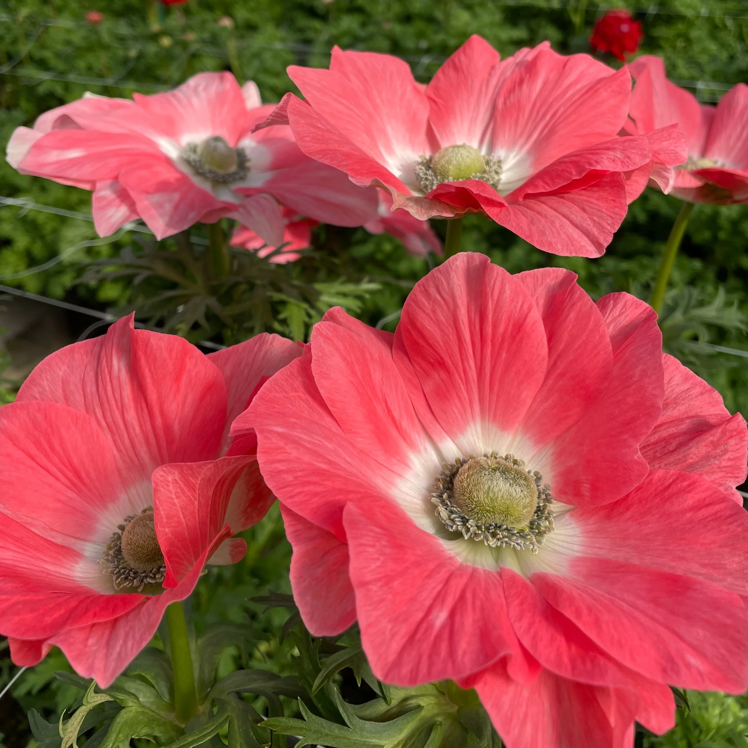 Mistral Anemone Salmone — Italian Ranunculus UK