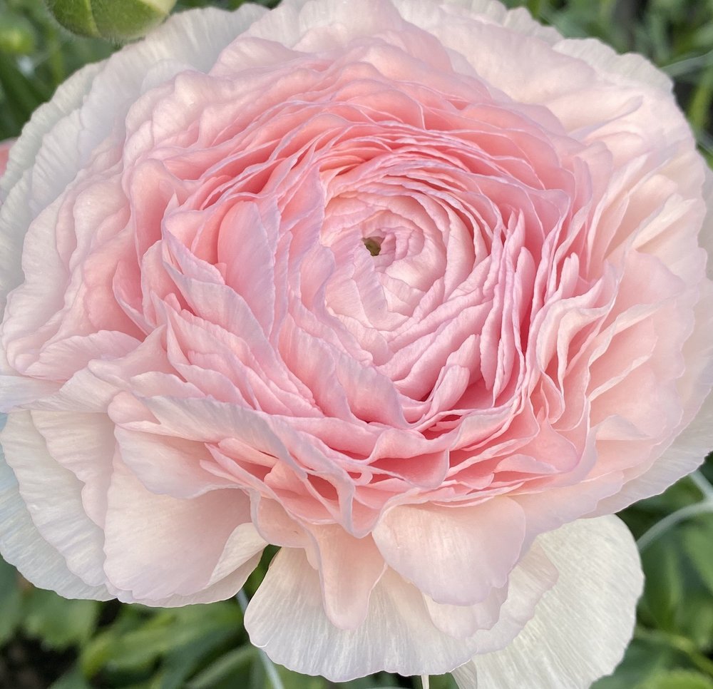 Browse Varieties — Italian Ranunculus UK