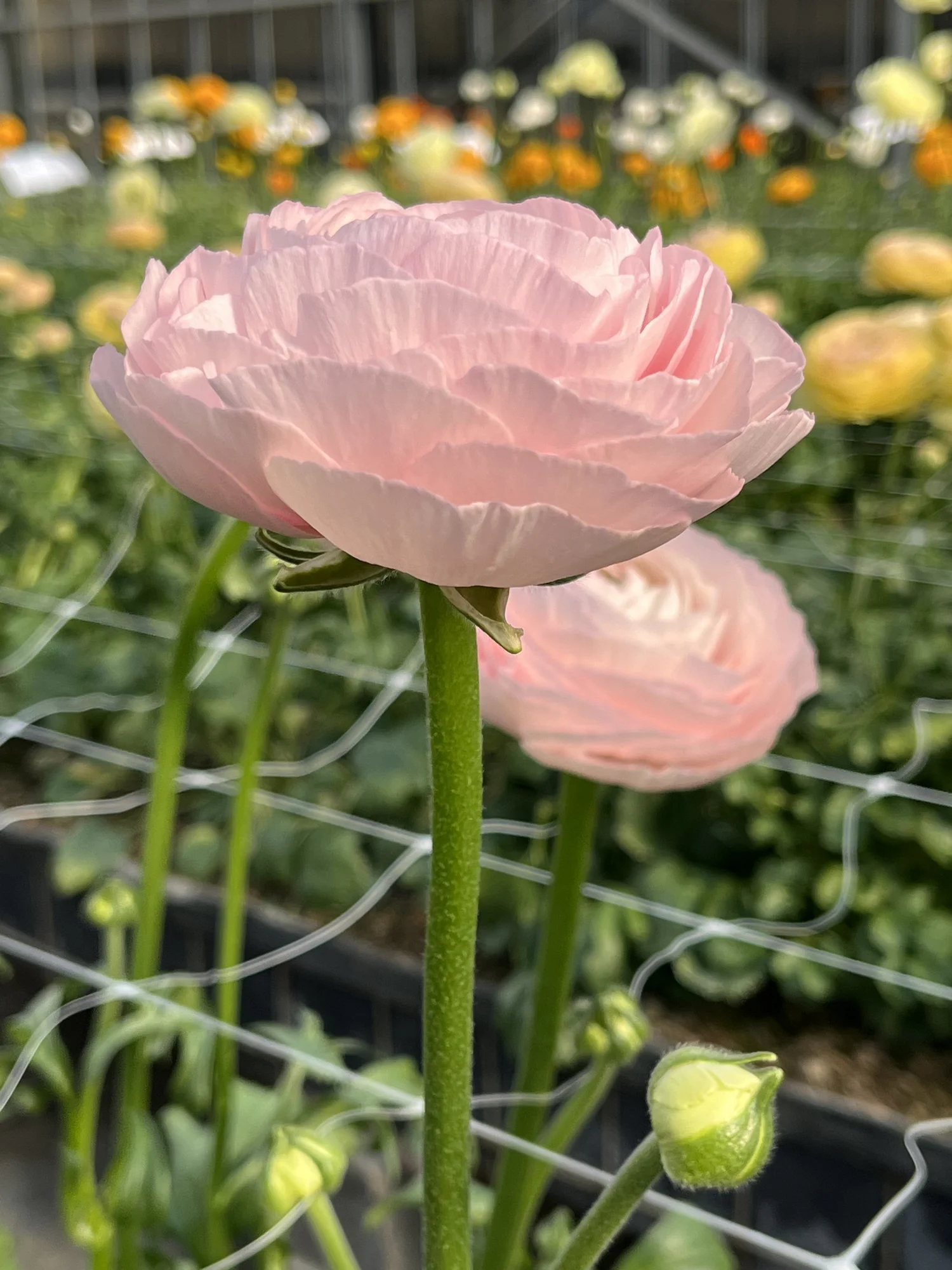 Browse Varieties — Italian Ranunculus UK