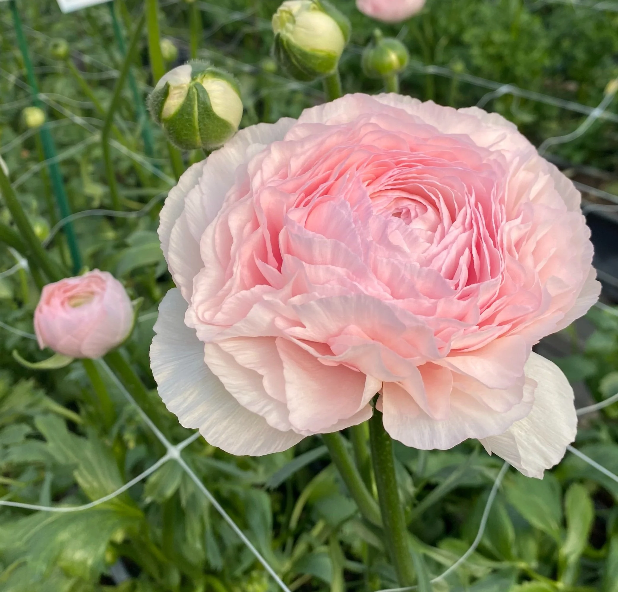 Browse Varieties — Italian Ranunculus UK