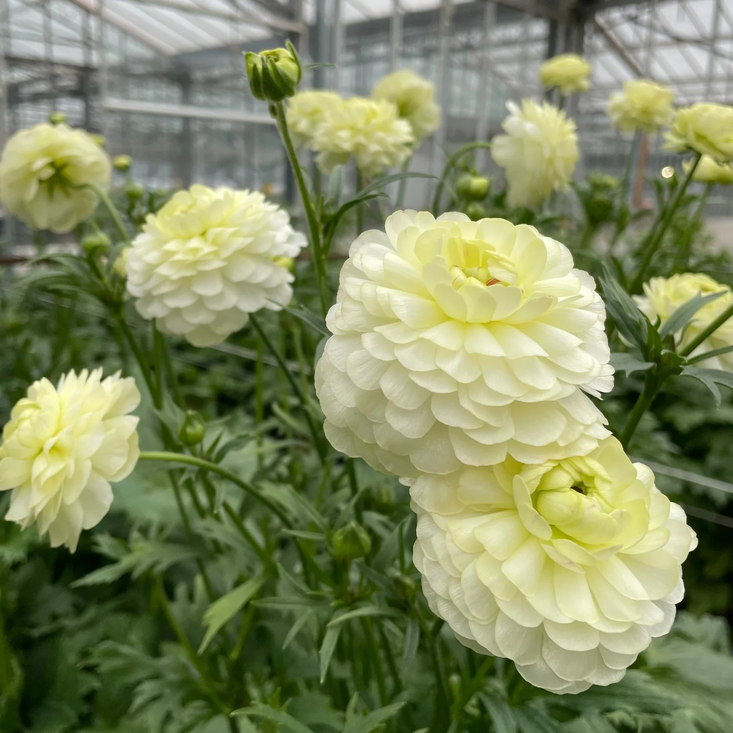 Browse Varieties — Italian Ranunculus UK