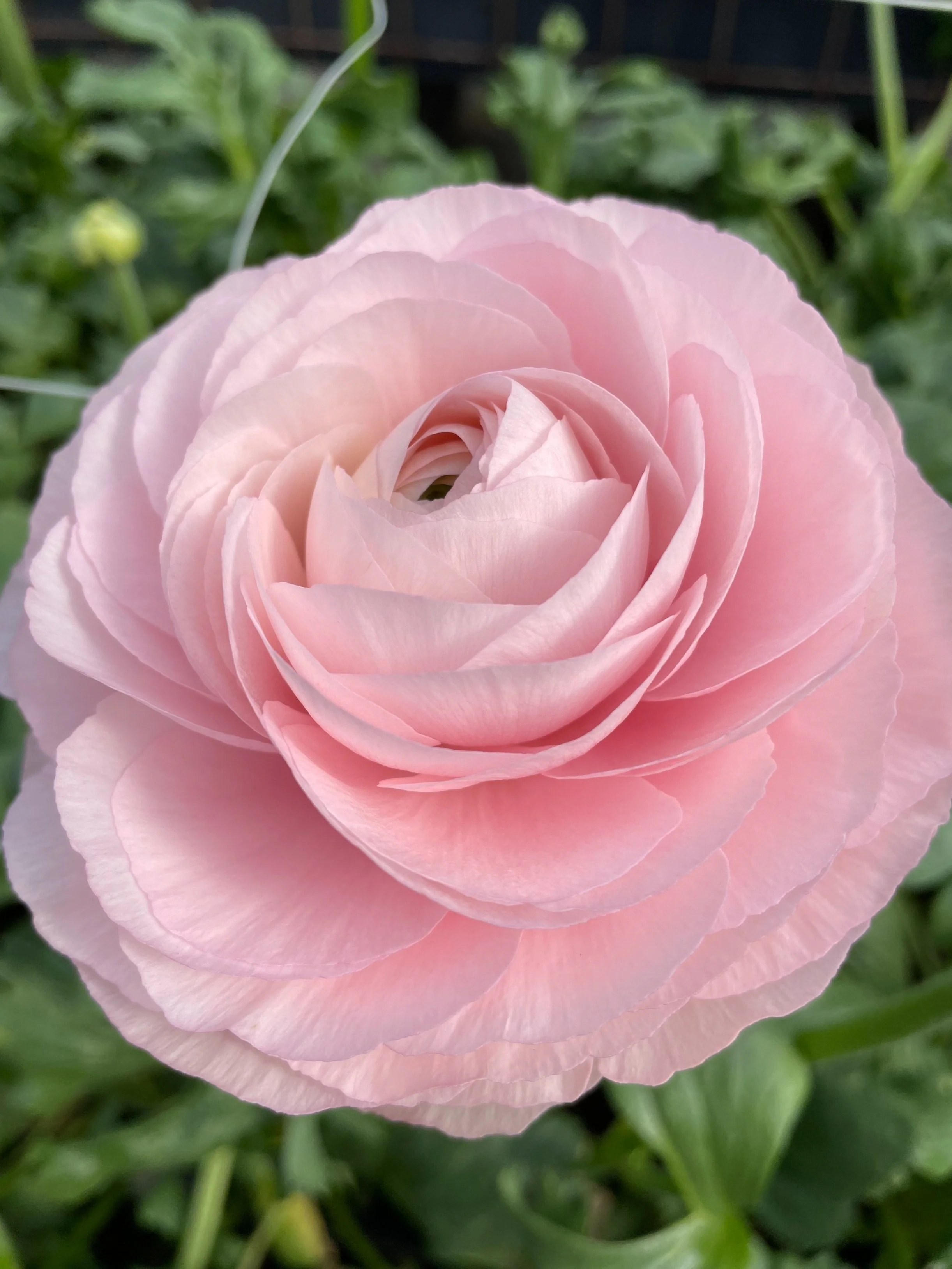 Italian Ranunculus UK