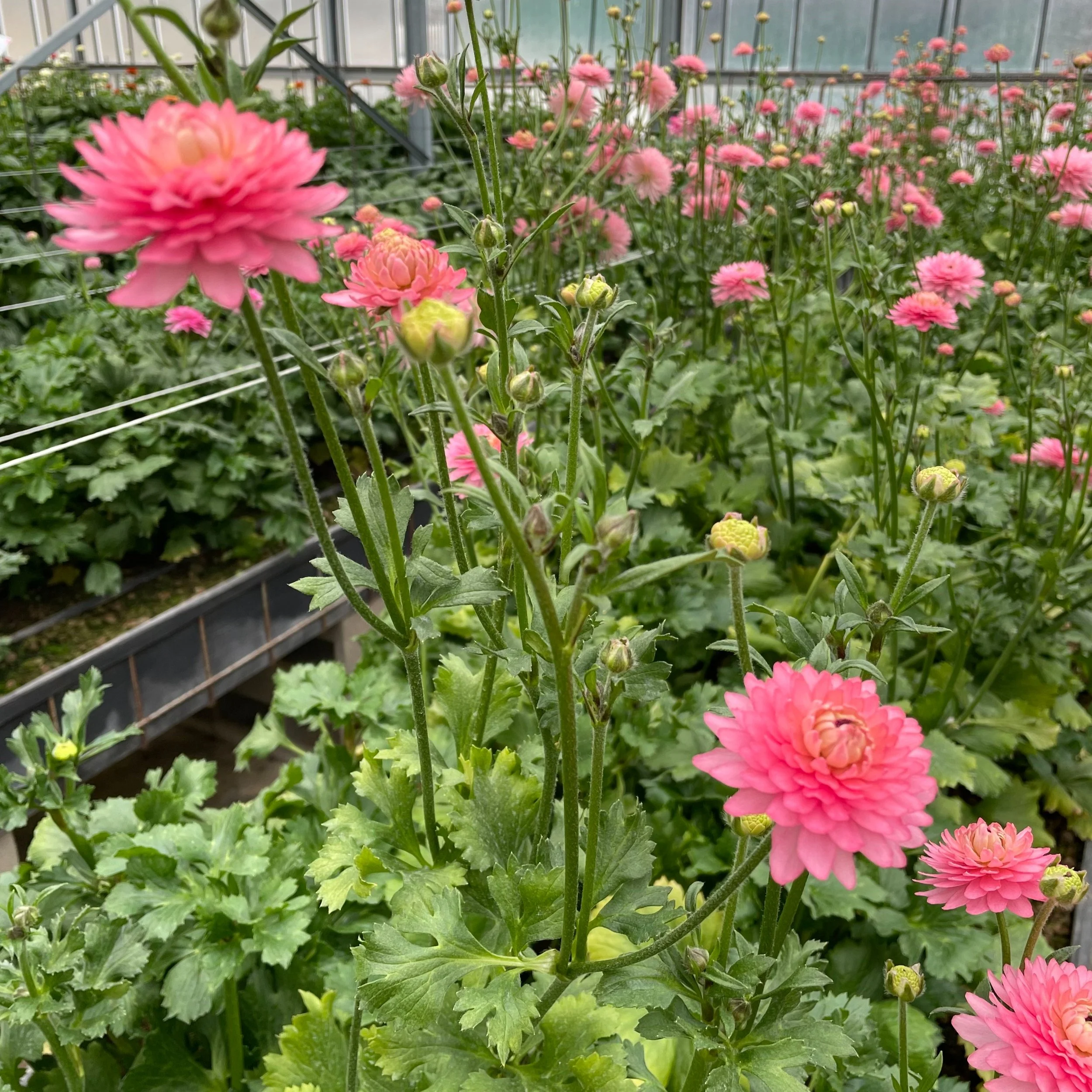 Browse Varieties — Italian Ranunculus UK