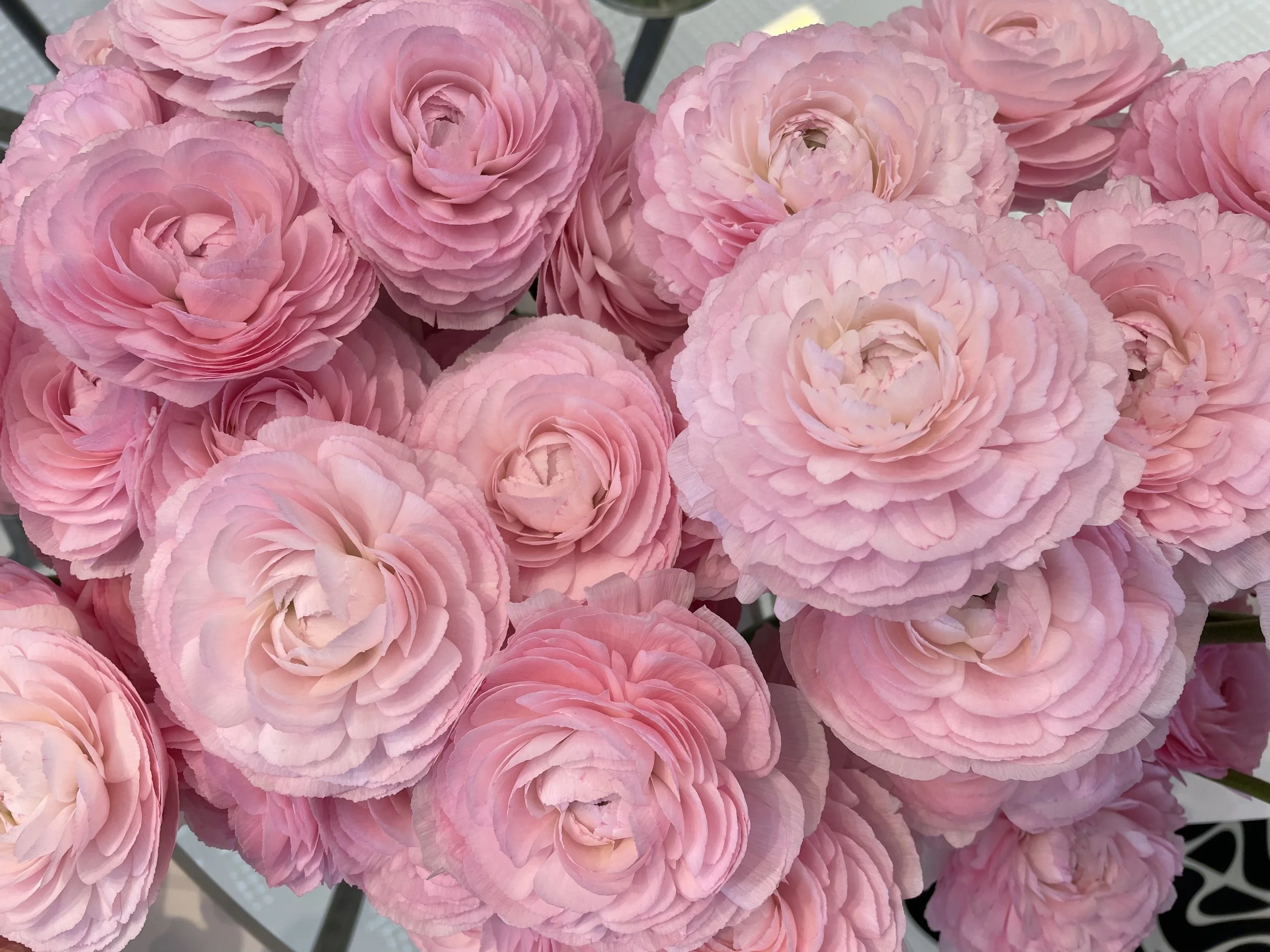 Italian Ranunculus UK