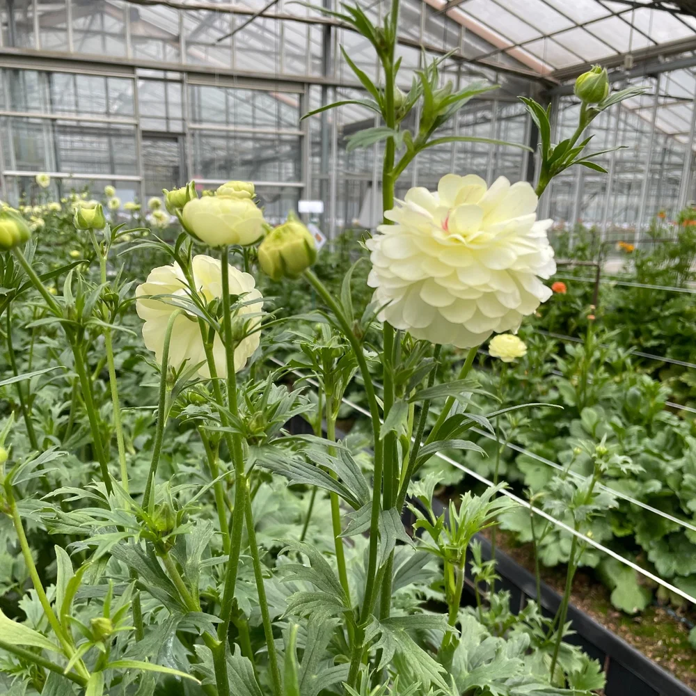 Browse Varieties — Italian Ranunculus UK