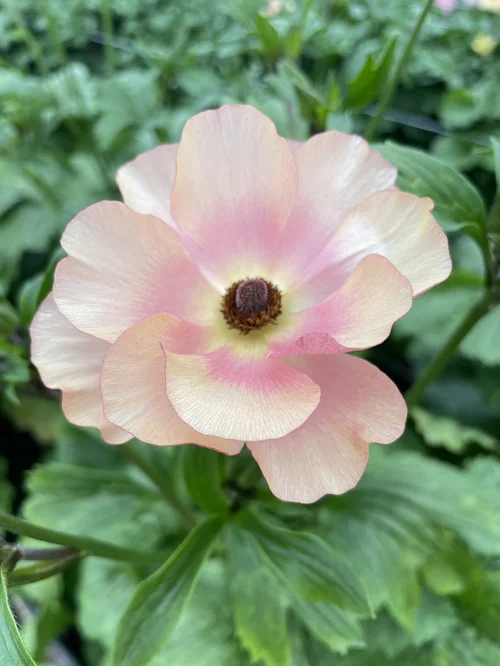 Browse Varieties — Italian Ranunculus UK