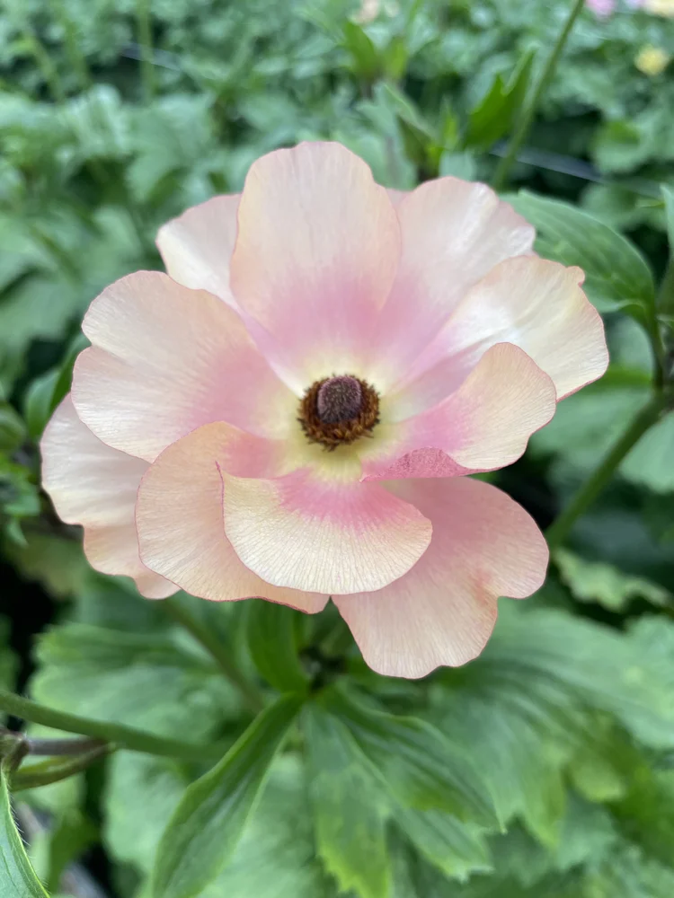 Browse Varieties — Italian Ranunculus UK