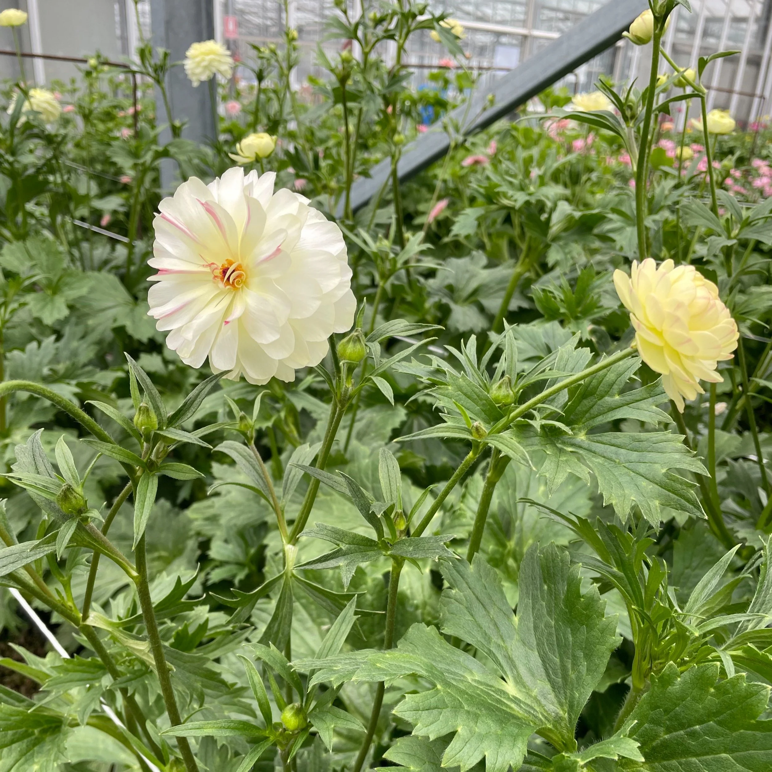 Browse Varieties — Italian Ranunculus UK