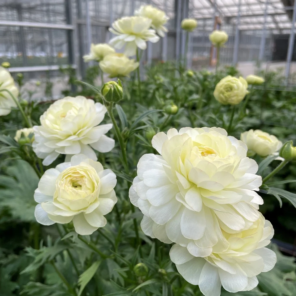 Browse Varieties — Italian Ranunculus UK
