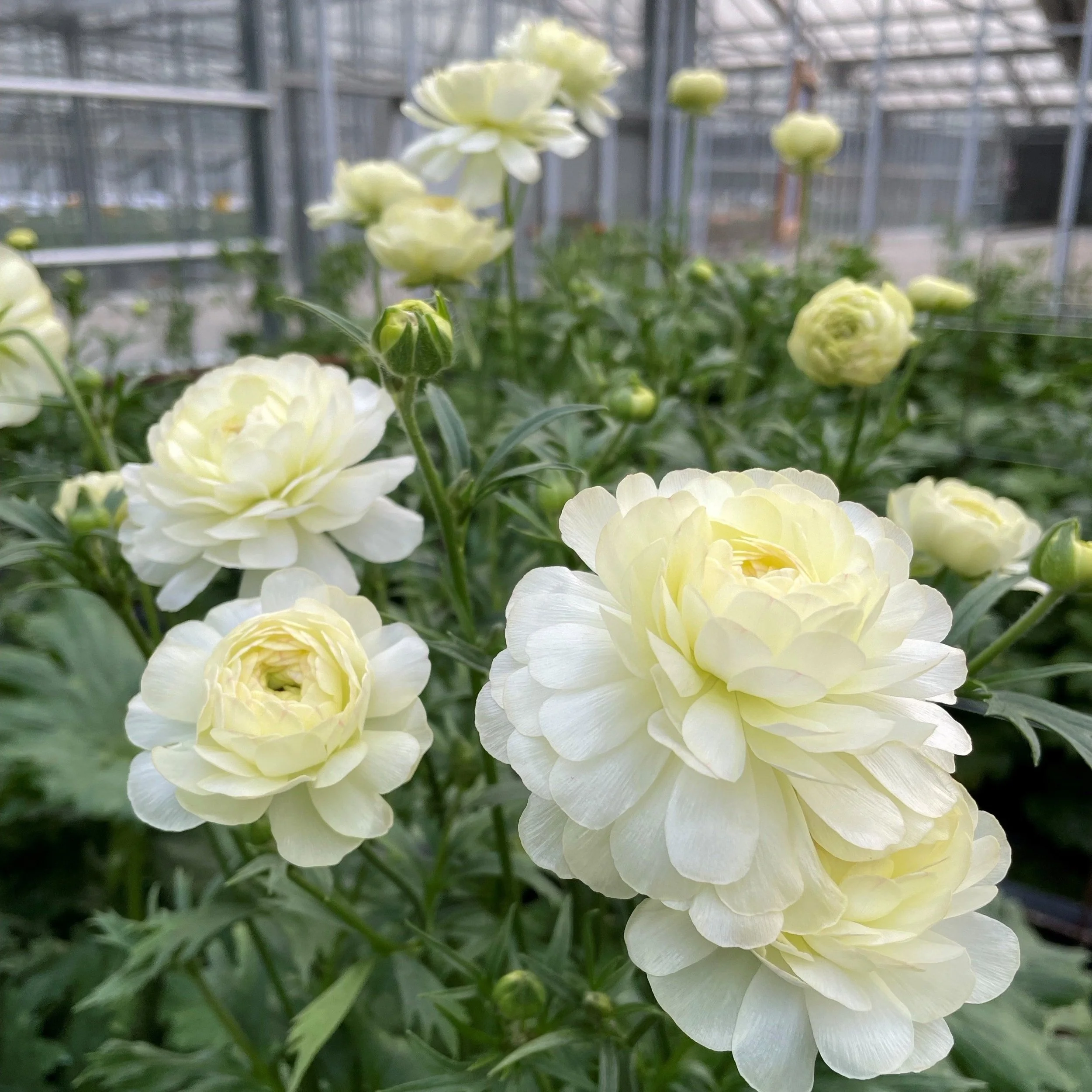 Browse Varieties — Italian Ranunculus UK