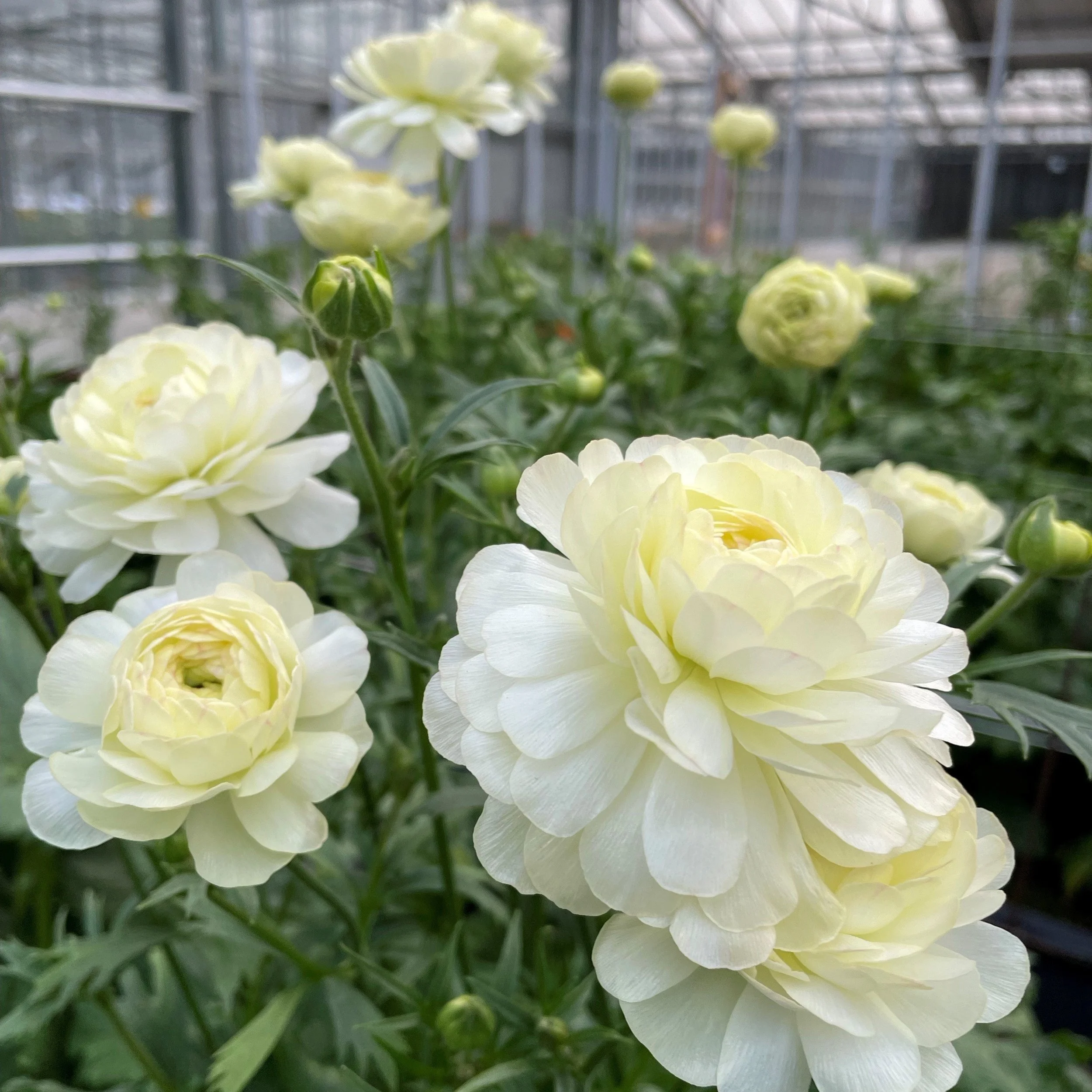 Browse Varieties — Italian Ranunculus UK