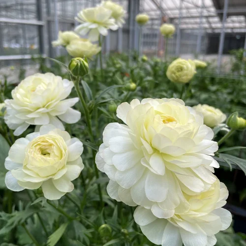Browse Varieties — Italian Ranunculus UK