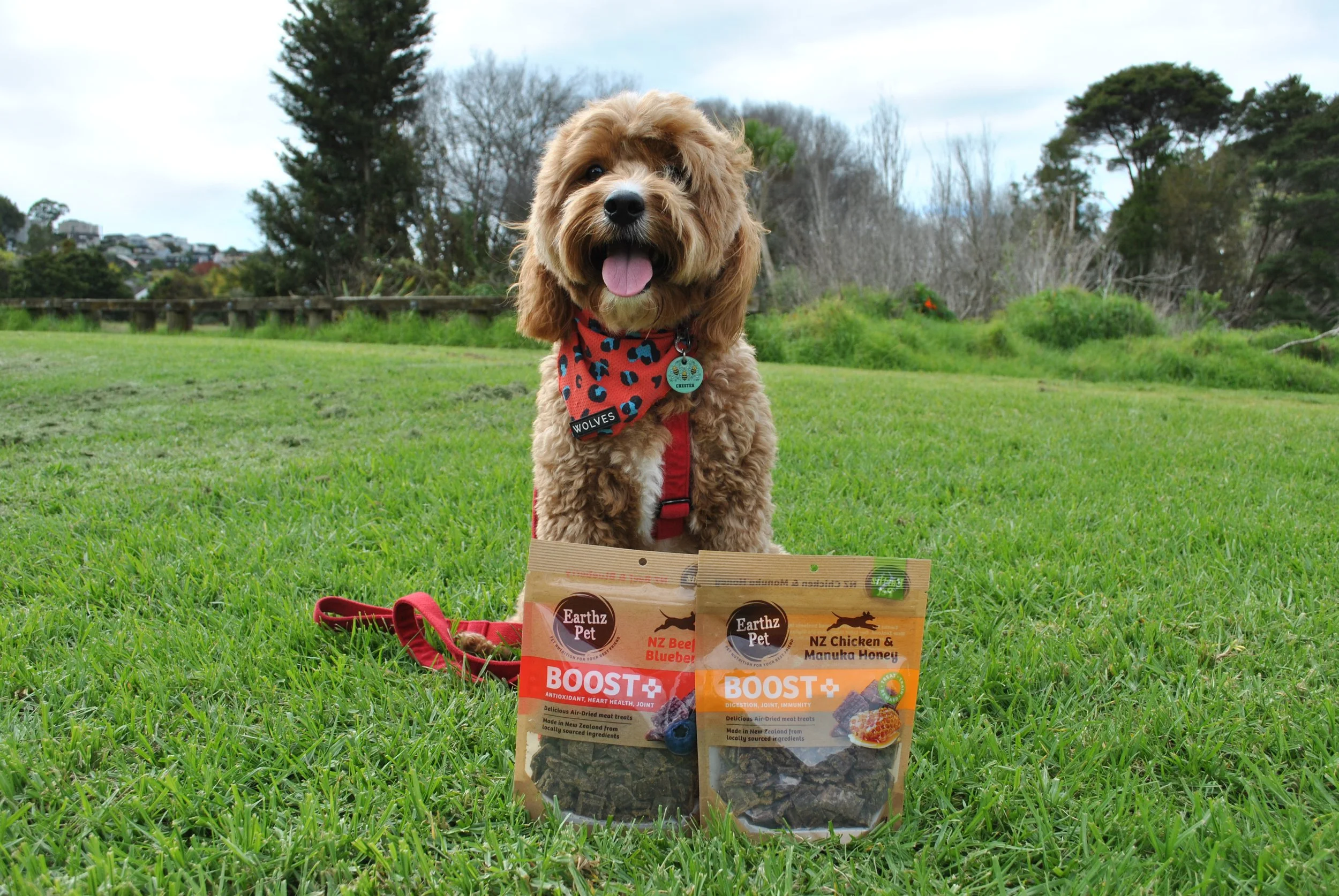 Earthz Pet Boost+ Dog Treats — Earthz Pet