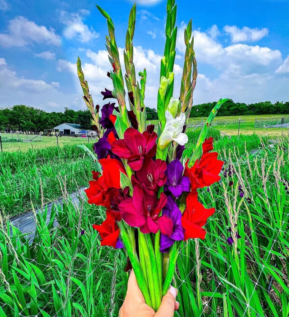 Mars Hill Farm | Regenerative Farming | Produce, Flowers, Meats & More ...