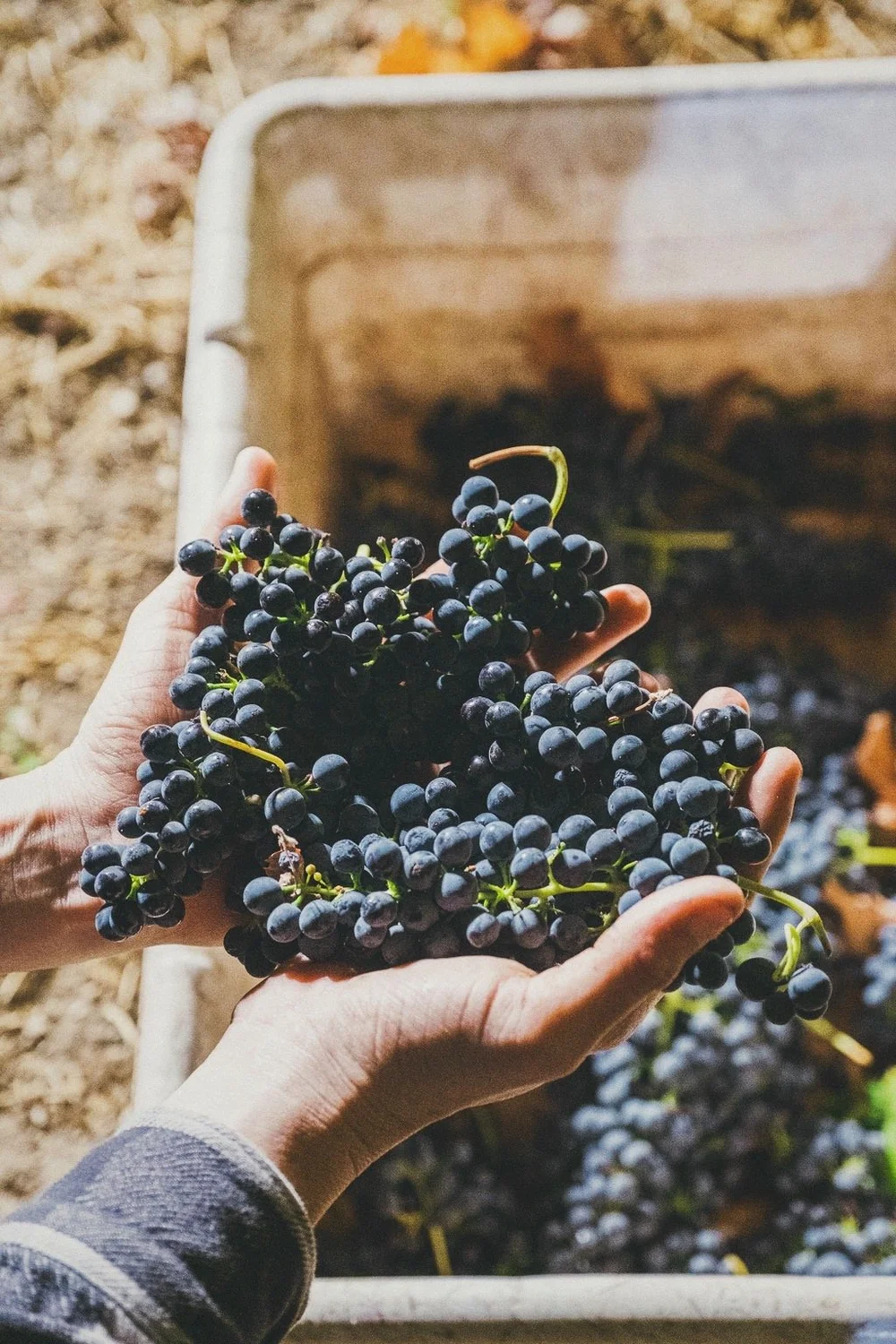 ABOUT — Bivium Wine