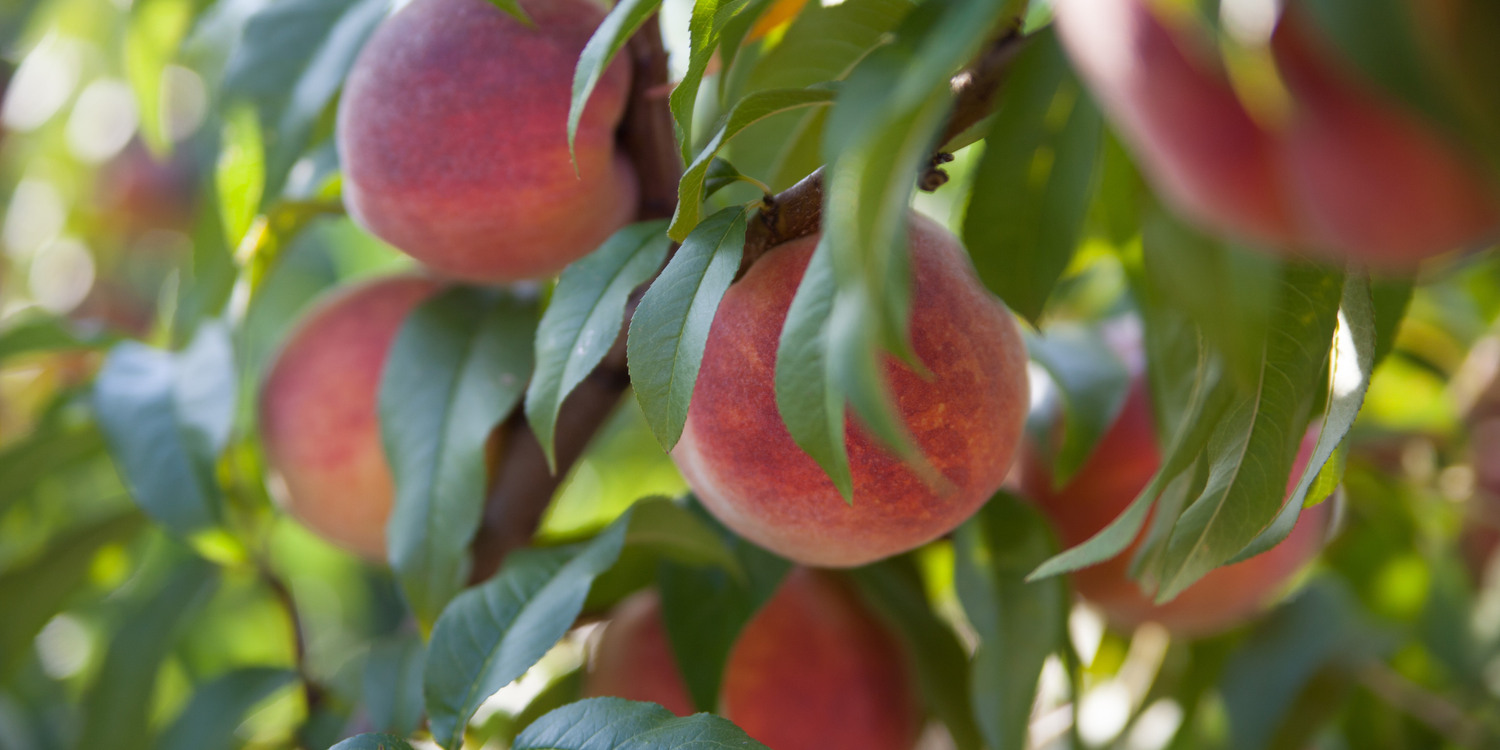 About WMGC — Western Montana Growers Cooperative