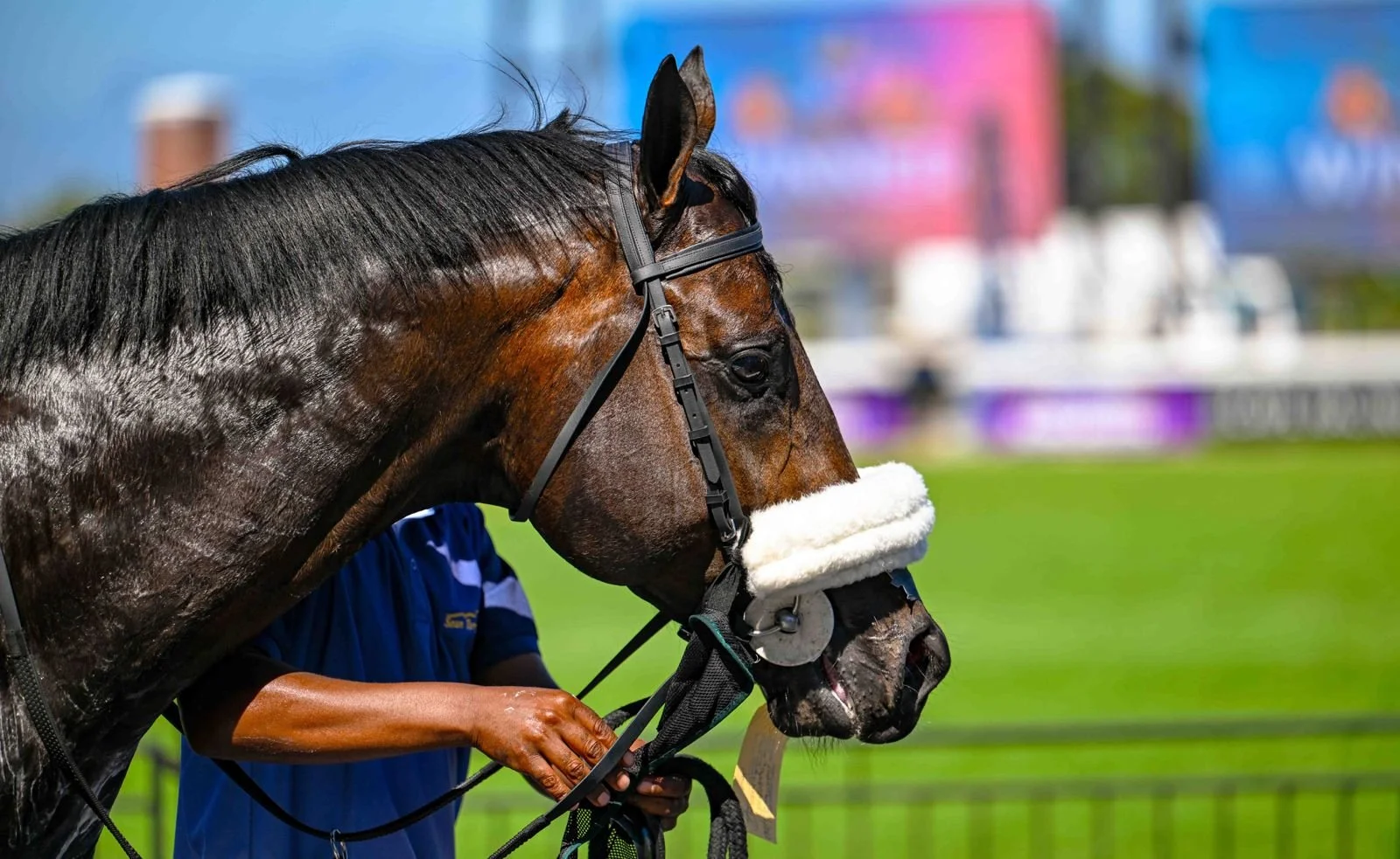 TARRY STARS AT STUD — Sean Tarry Racing