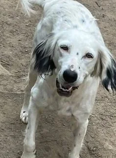 Our Girls — Stoney Brook Setters