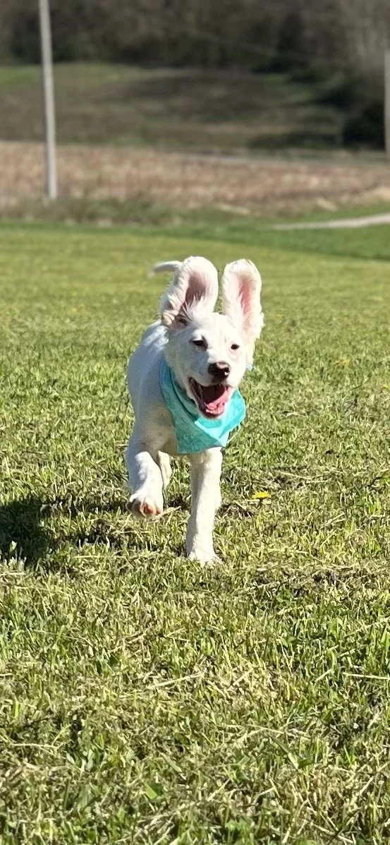 Services 1 — Stoney Brook Setters