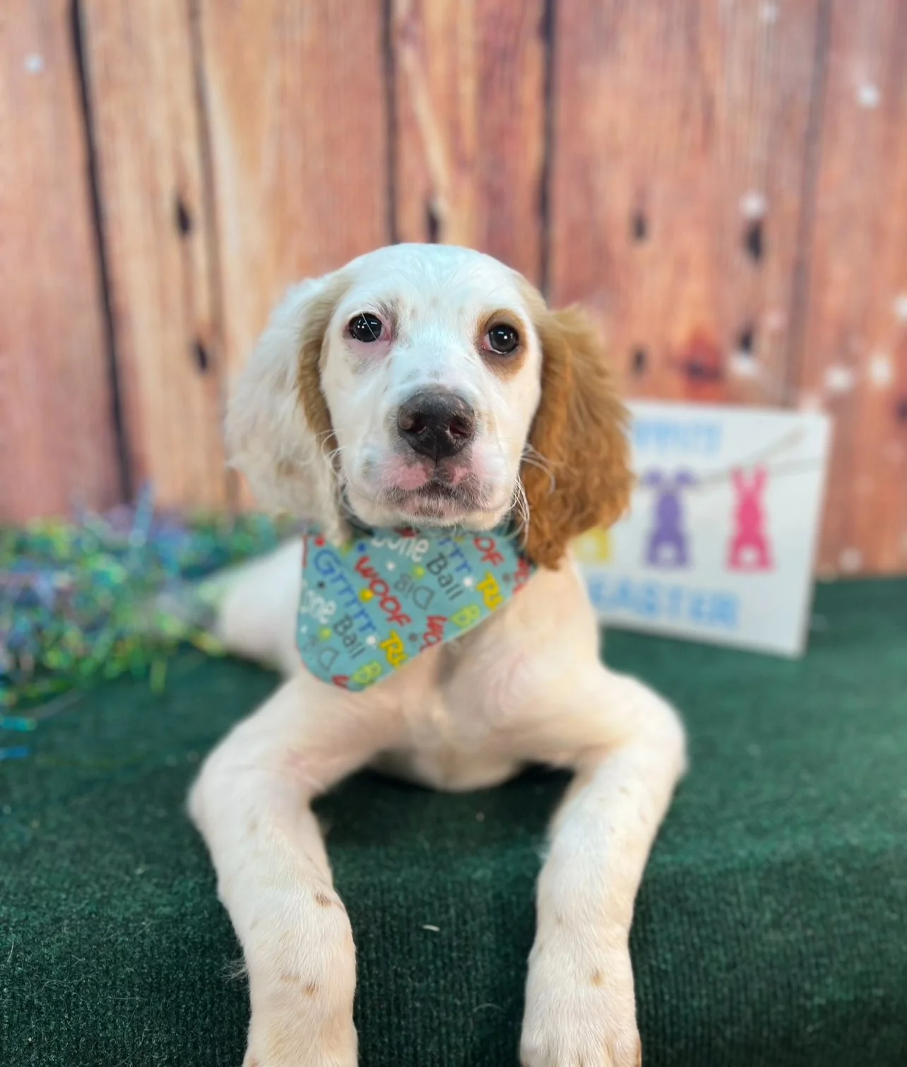 Services 1 — Stoney Brook Setters