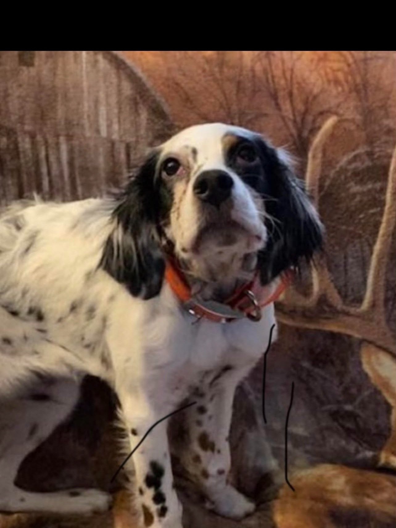 Our Girls — Stoney Brook Setters